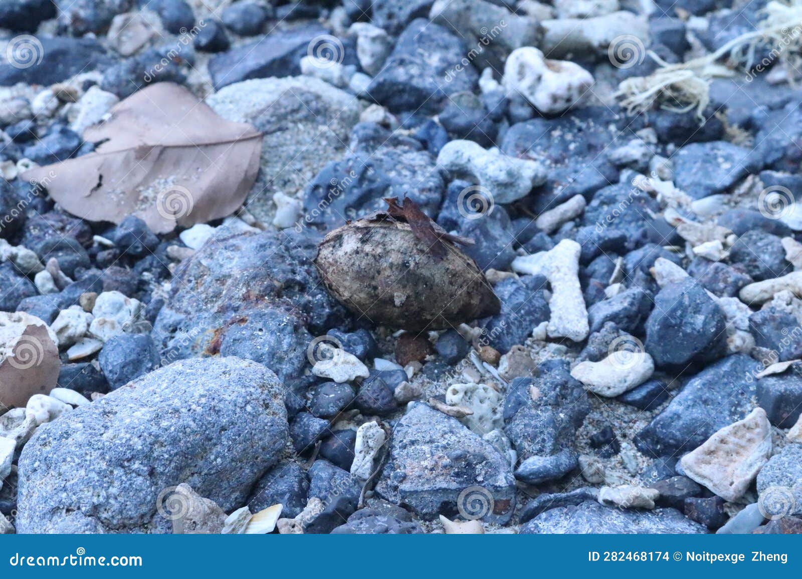 Rotten Seed in Stack of Rocks and Coral Rocks at the Beach Stock Photo ...