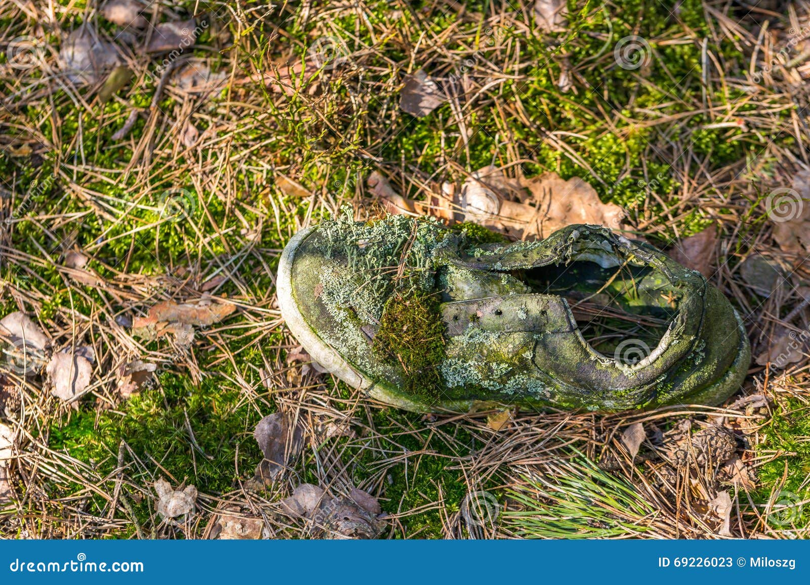 Rotten Shoe Lying on Forest Ground. Stock Image - Image of conservation ...