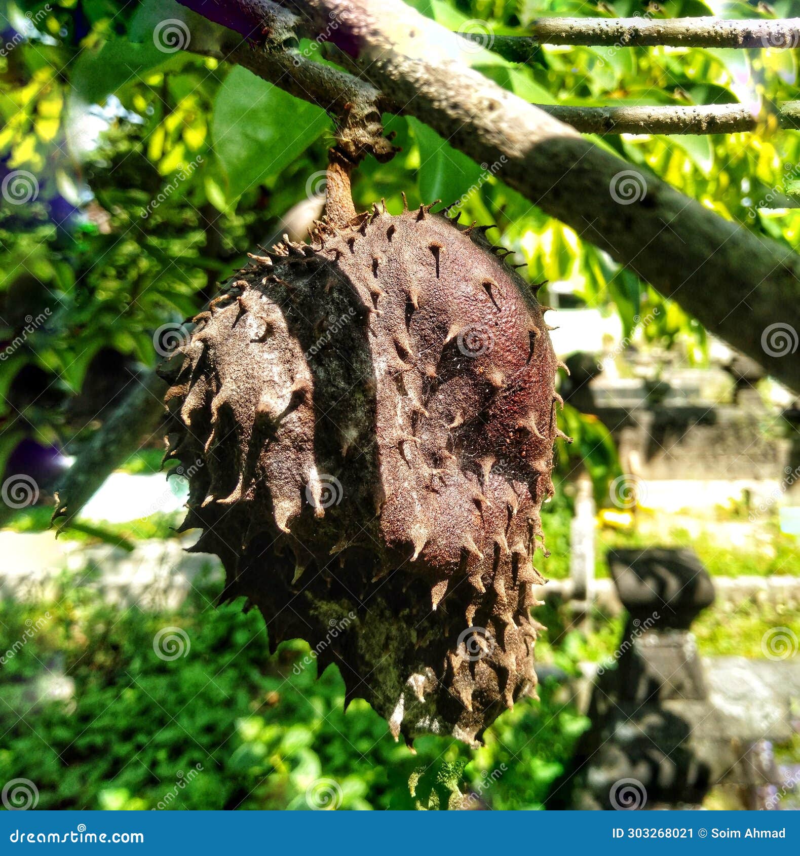 Rotten Soursop Fruit on a Tree with a Brown Color Stock Image - Image ...