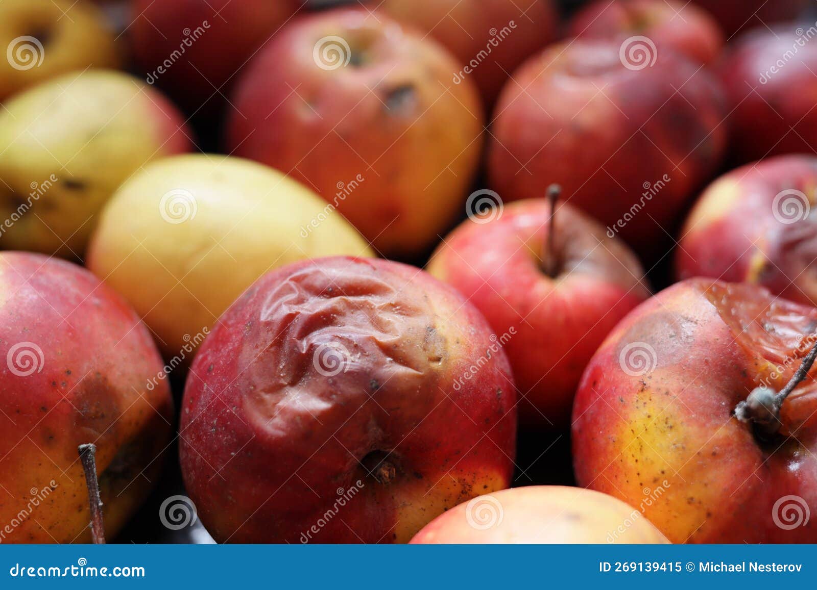 Rotten Spoiled Persimmon In Disposable Plastic Bag On Grey Background ...
