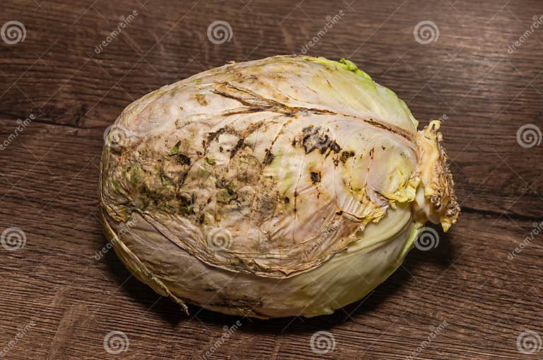 Rotten Spoiled Cabbage on the Table Stock Image - Image of food, table ...
