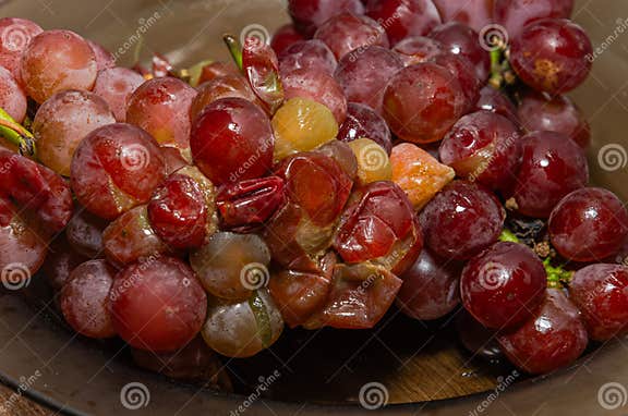 Rotten Spoiled Grapes on a Plate Stock Photo - Image of vegetable ...