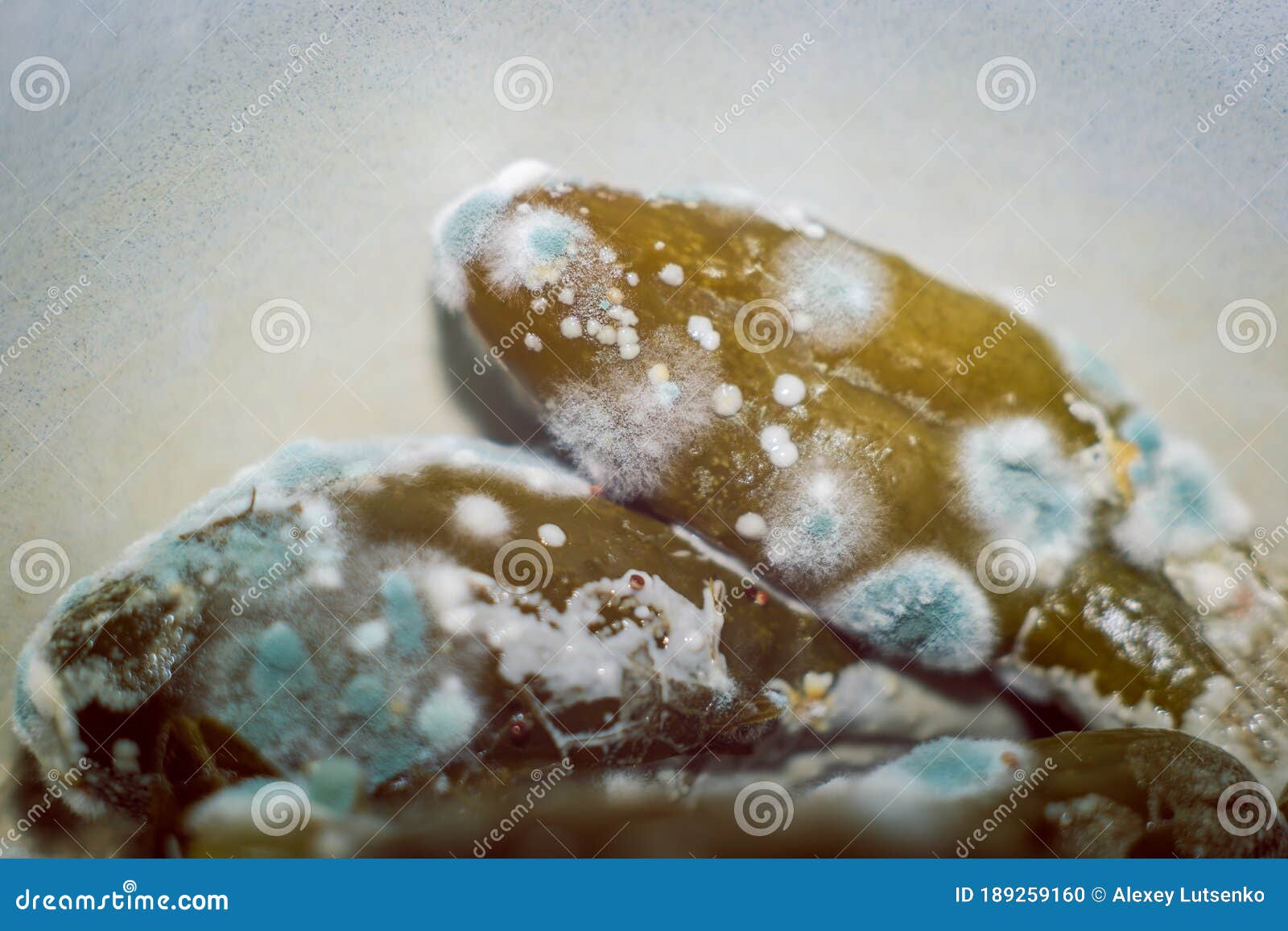 Rotten, Spoiled Green Cucumbers Covered with Mold and Mucus in a Pan ...