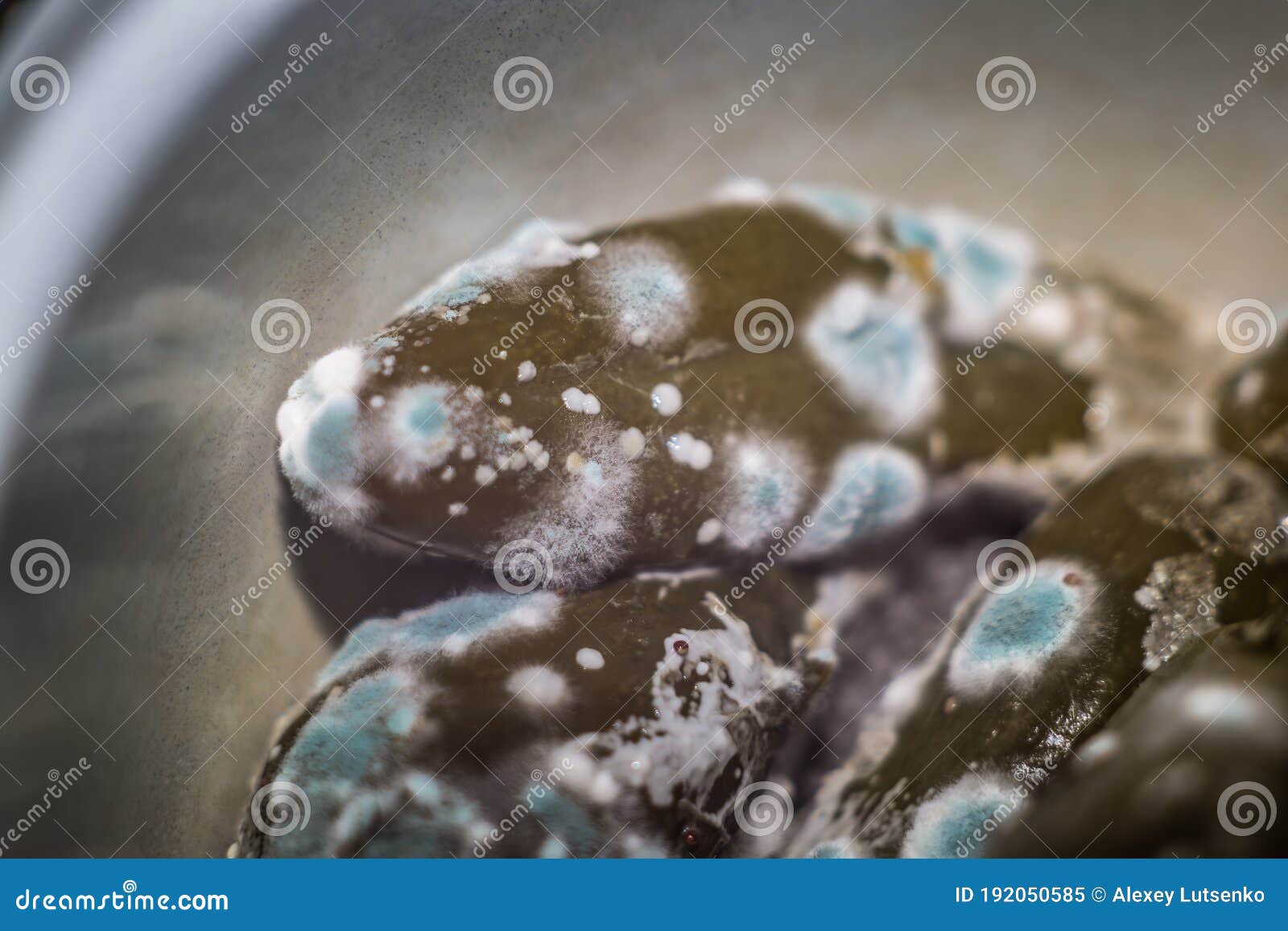 Rotten, Spoiled Green Cucumbers Covered with Mold and Mucus in a Pan ...