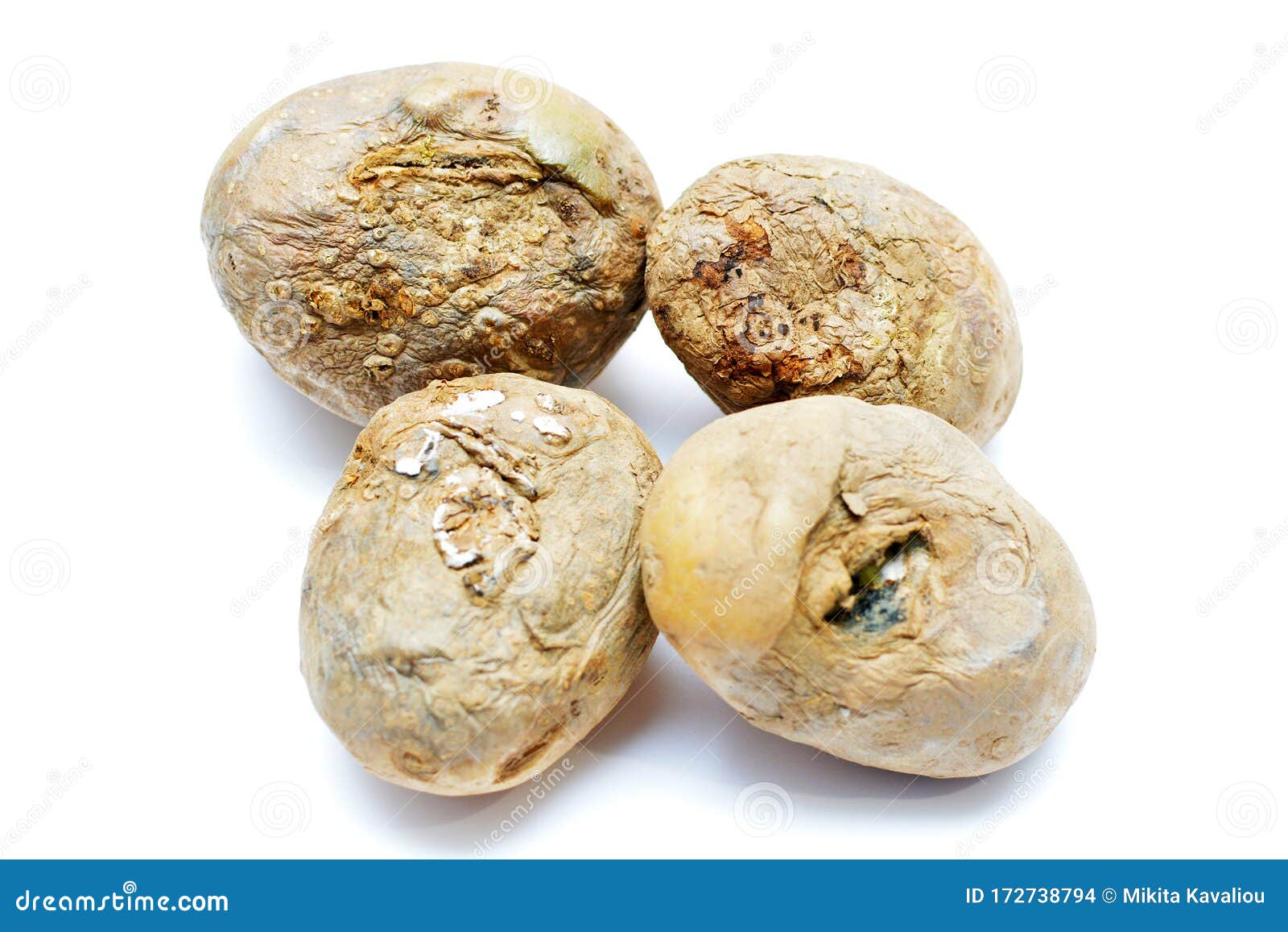 Rotten Spoiled Potatoes on an Isolated White Background. Stock Photo ... Rotten Spoiled Potatoes on an Isolated White Background. Stock Photo ...