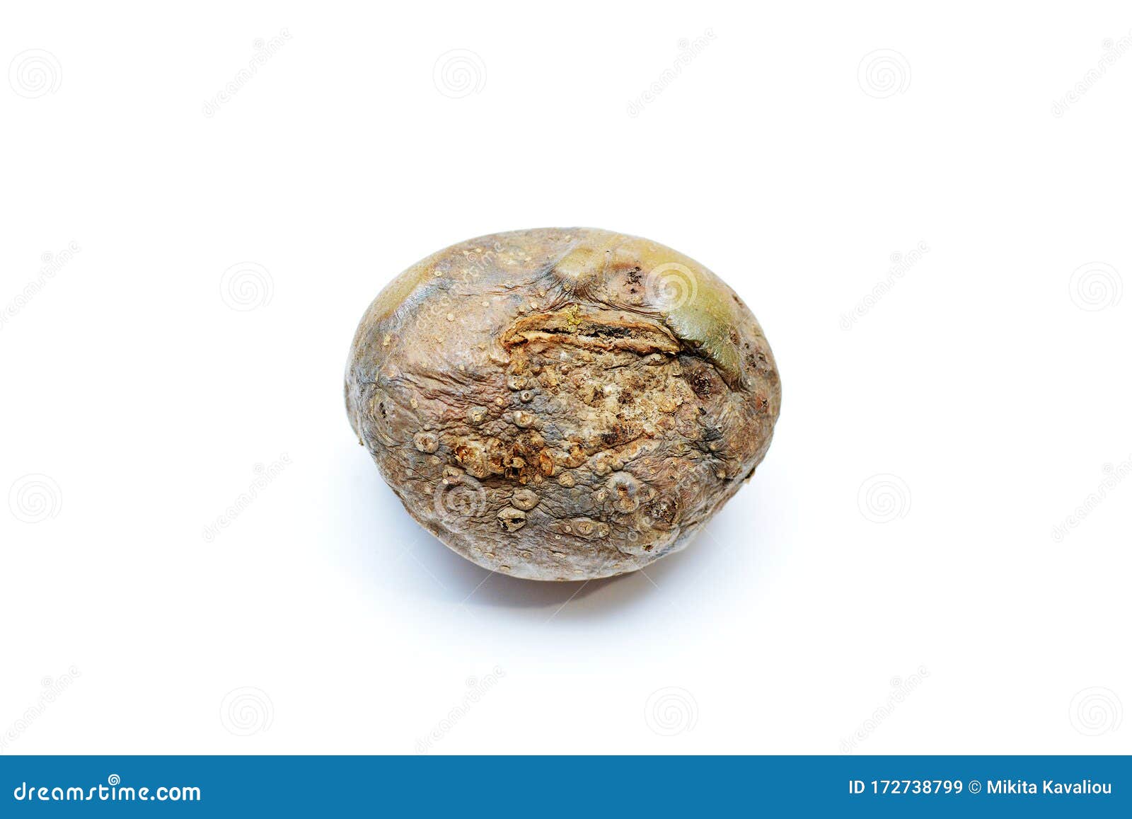 Rotten Spoiled Potatoes on an Isolated White Background. Stock Image ... Rotten Spoiled Potatoes on an Isolated White Background. Stock Image ...