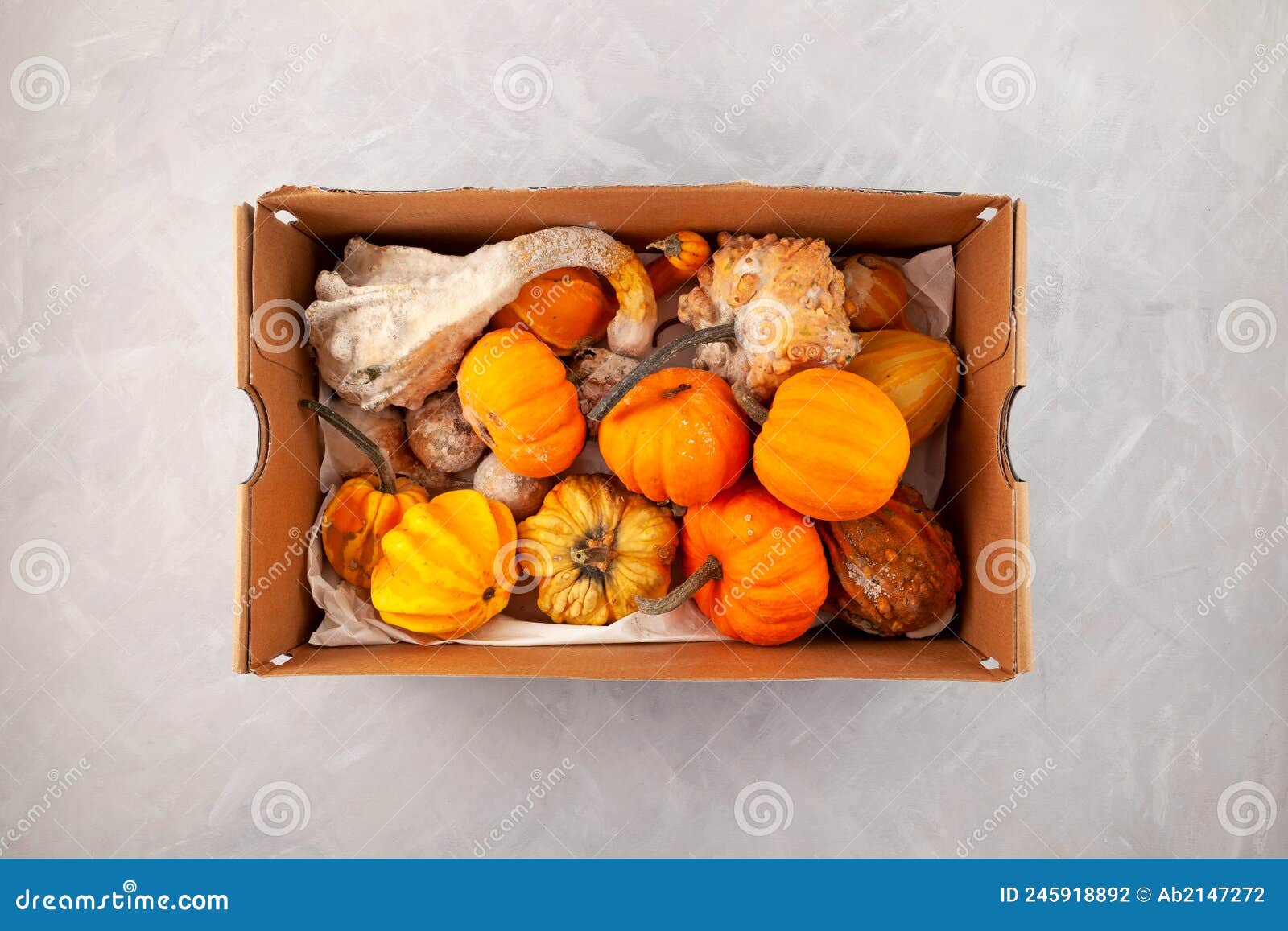 Rotten Spoiled Pumpkins in Carton Box. Top View. Ugly Moldy Vegetables ... Rotten Spoiled Pumpkins in Carton Box. Top View. Ugly Moldy Vegetables ...
