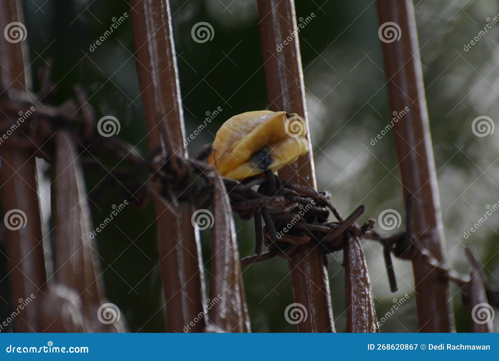 Rotten Star Fruit Stuck in the Barbed Wire Fence Stock Image - Image of ...