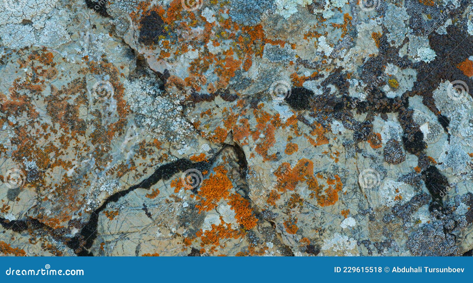 Rotten stone texture stock photo. Image of natural, grunge - 229615518