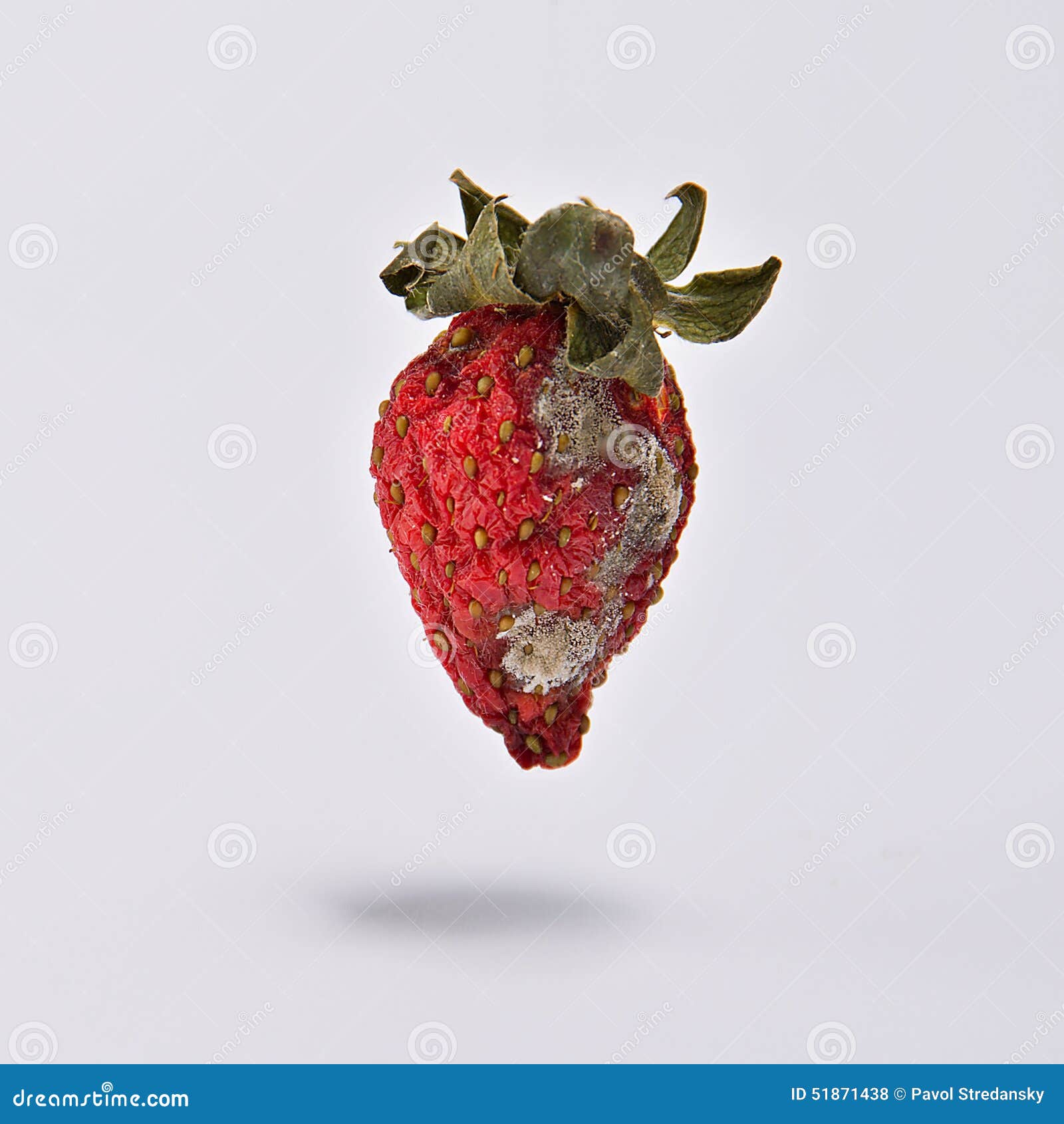 Rotten strawberries stock photo. Image of moldy, fungi - 51871438