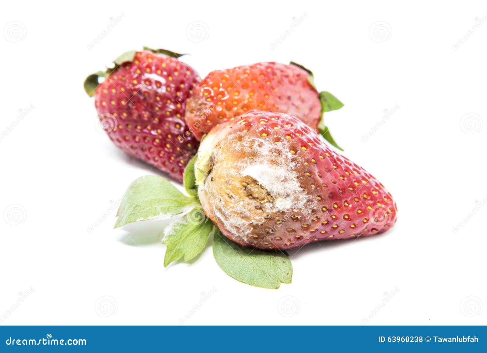 Rotten Strawberries Isolated on White Background Stock Photo - Image of ...