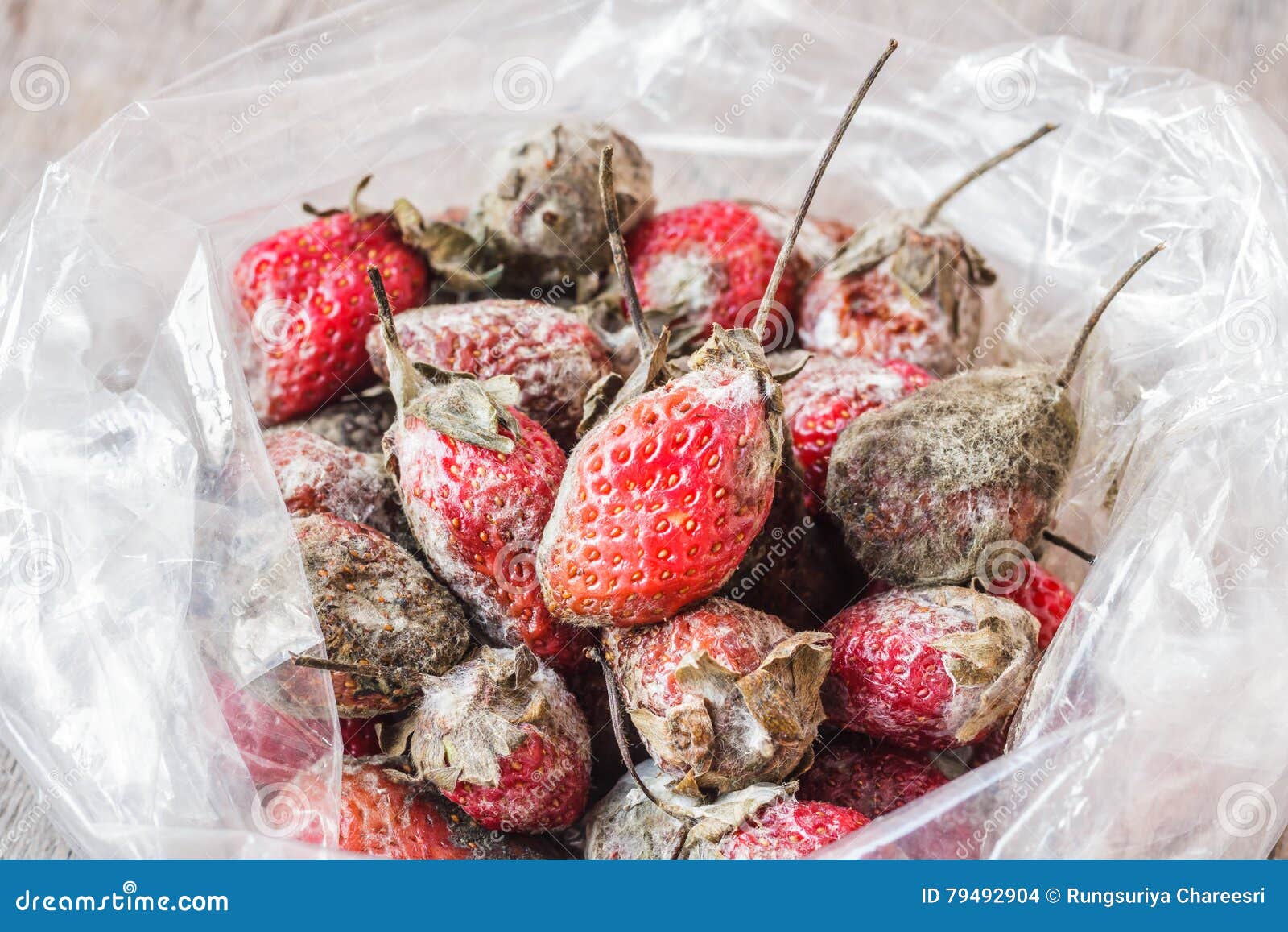 Rotten strawberries stock photo. Image of fungus, spore - 79492904