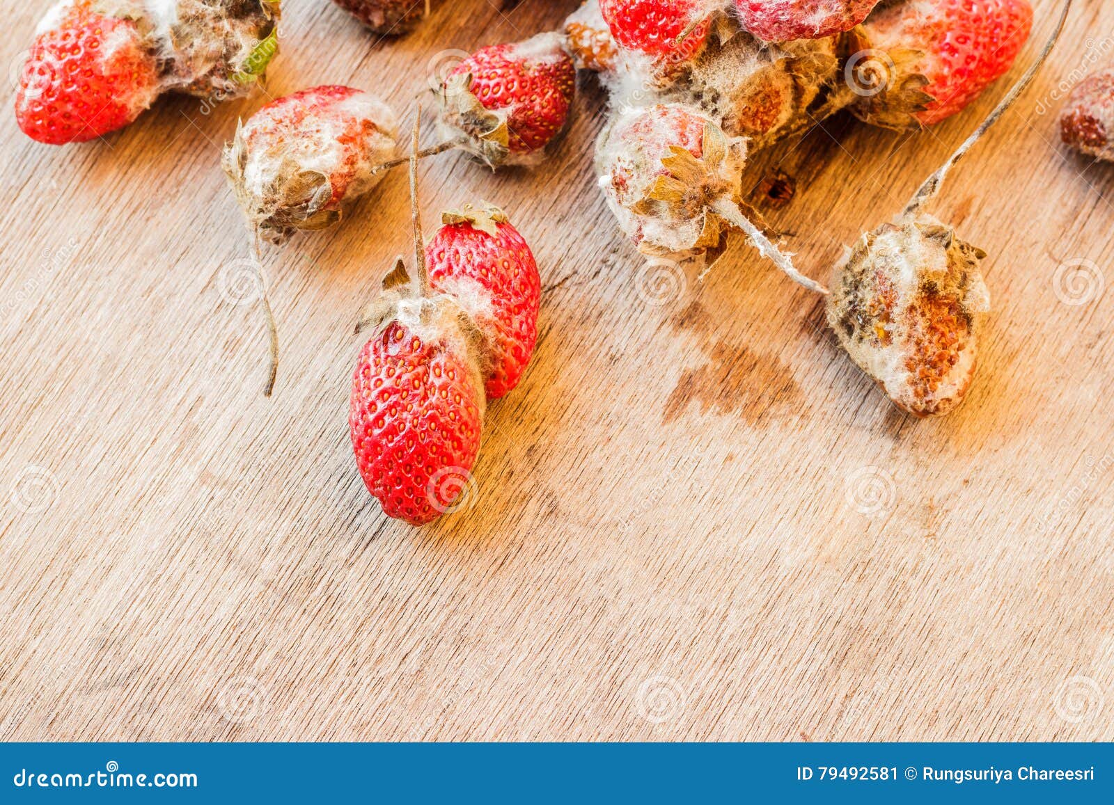 Rotten strawberries stock image. Image of foul, fungal - 79492581