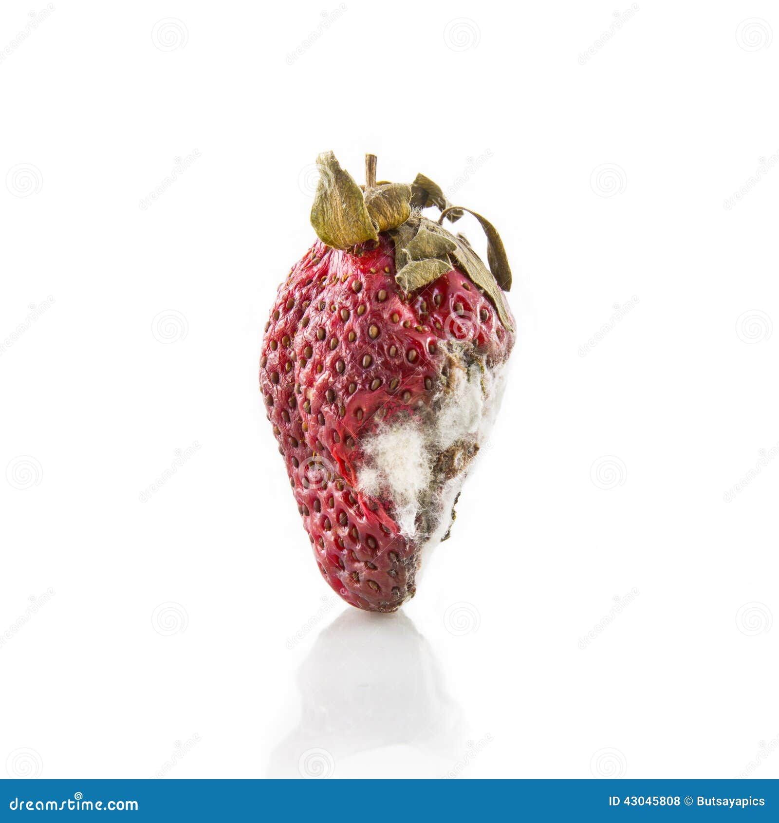 Rotten strawberry stock photo. Image of poisoning, fungi - 43045808