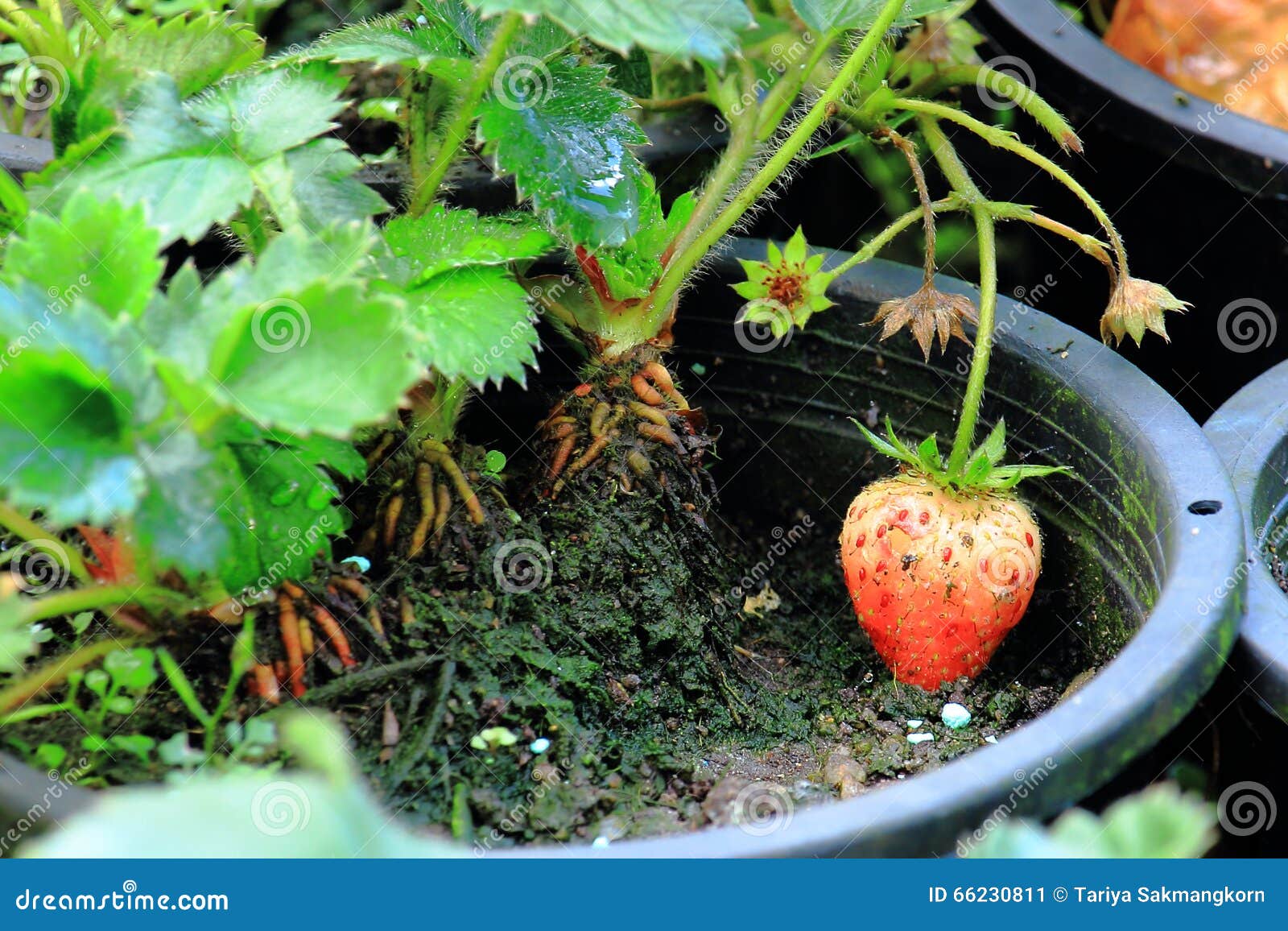 Rotten Strawberry in Tree Pot Stock Image - Image of season, fruit ...