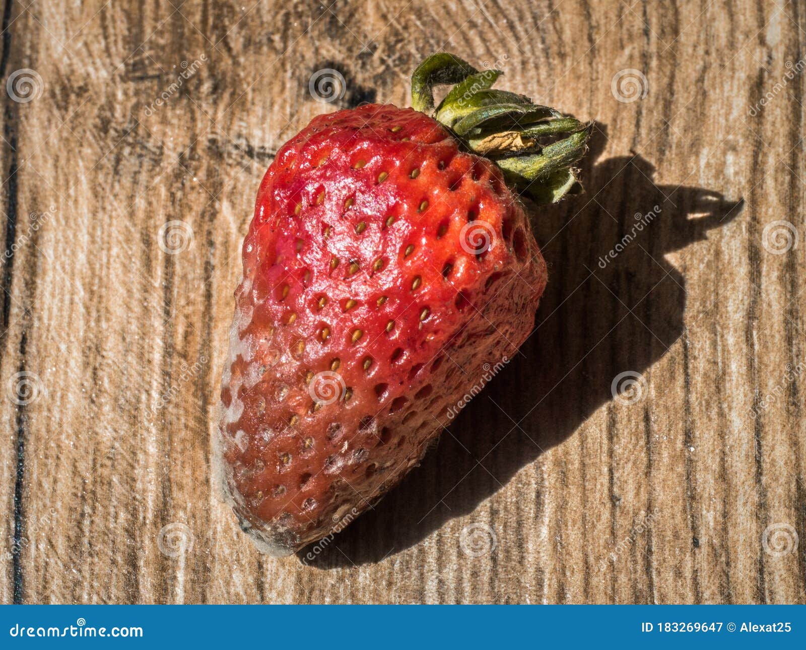Rotten strawberry on wood stock image. Image of fungus - 183269647