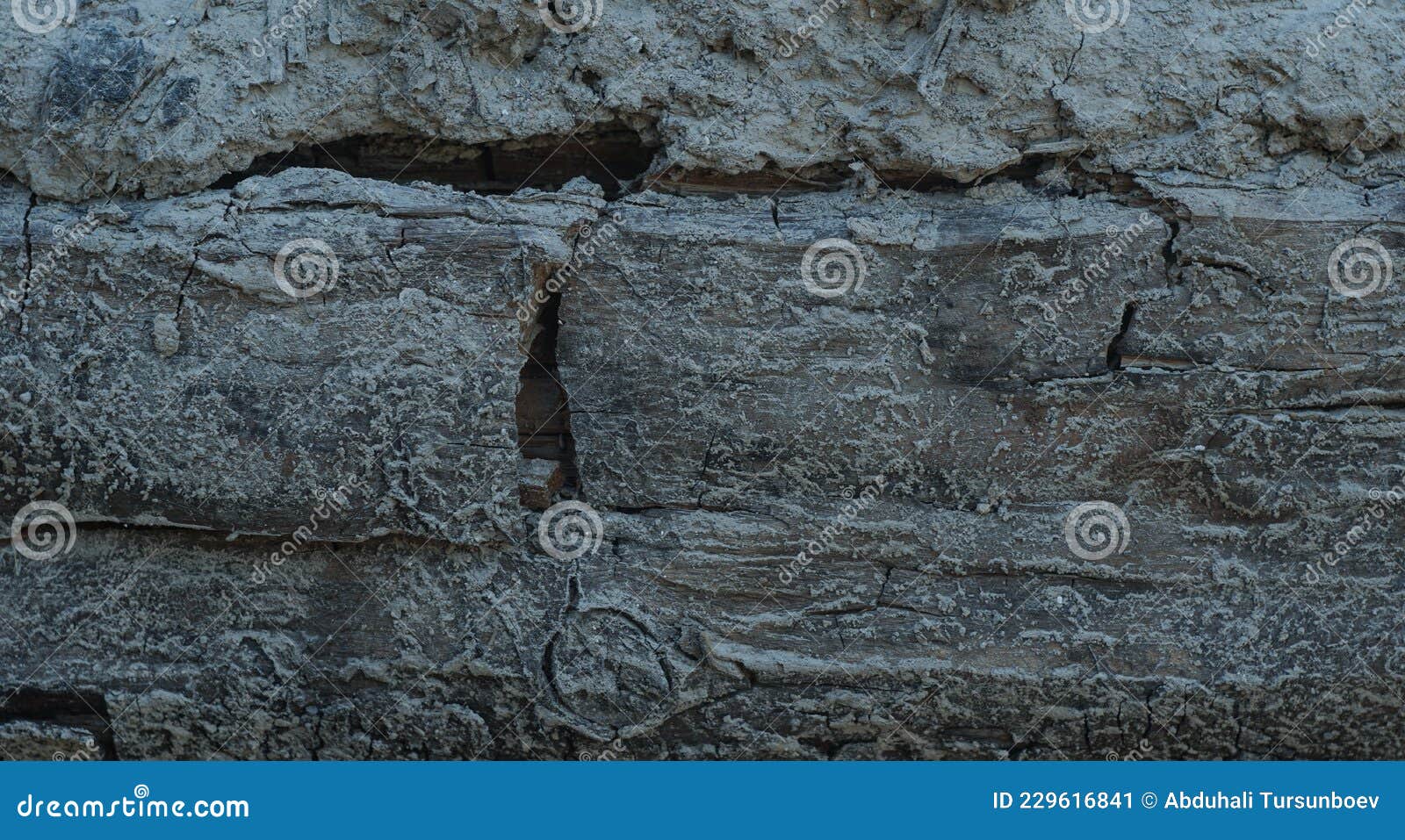 The Rotten Structure of the Wood Stock Image - Image of tree, pattern ...