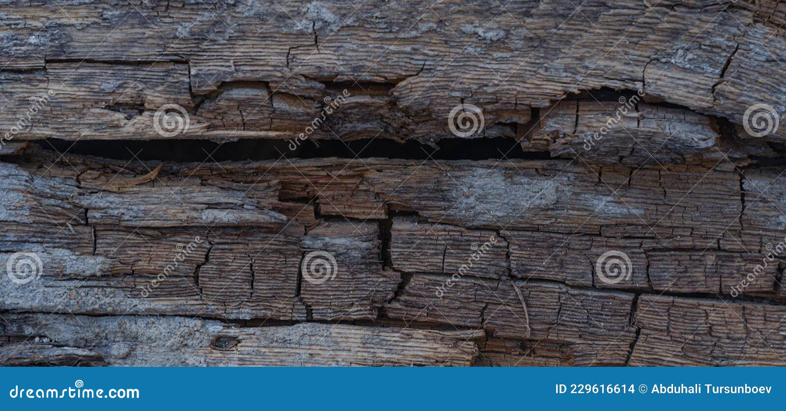 The Rotten Structure of the Wood Stock Photo - Image of material ...