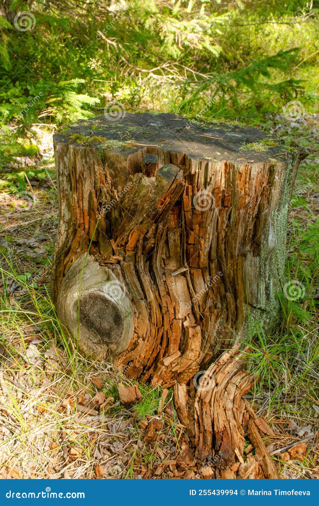 Rotten Stump with Cracks in a Summer Forest on a Sunny Day Stock Photo ...