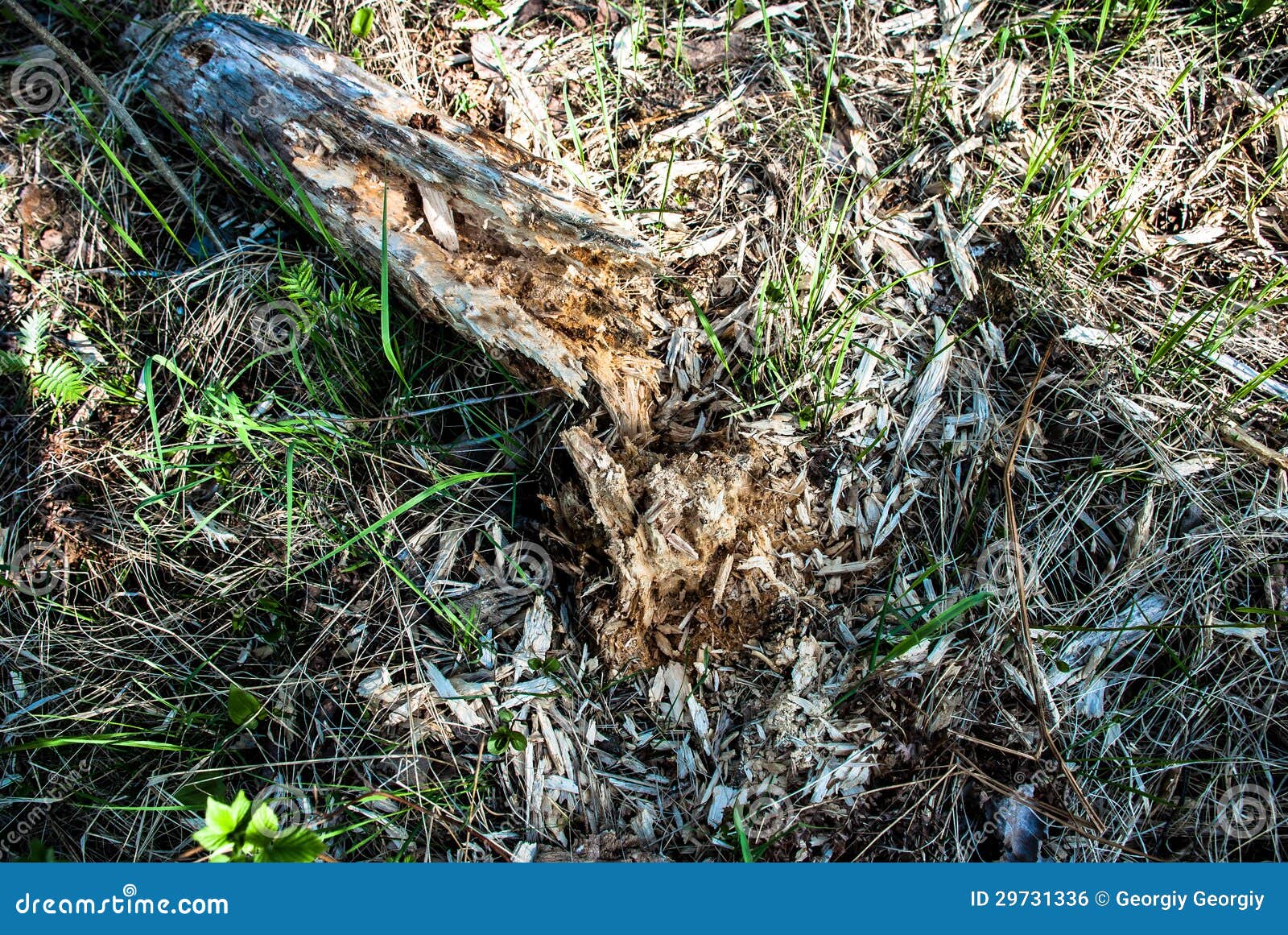 Rotten stump stock photo. Image of flinders, rotting - 29731336