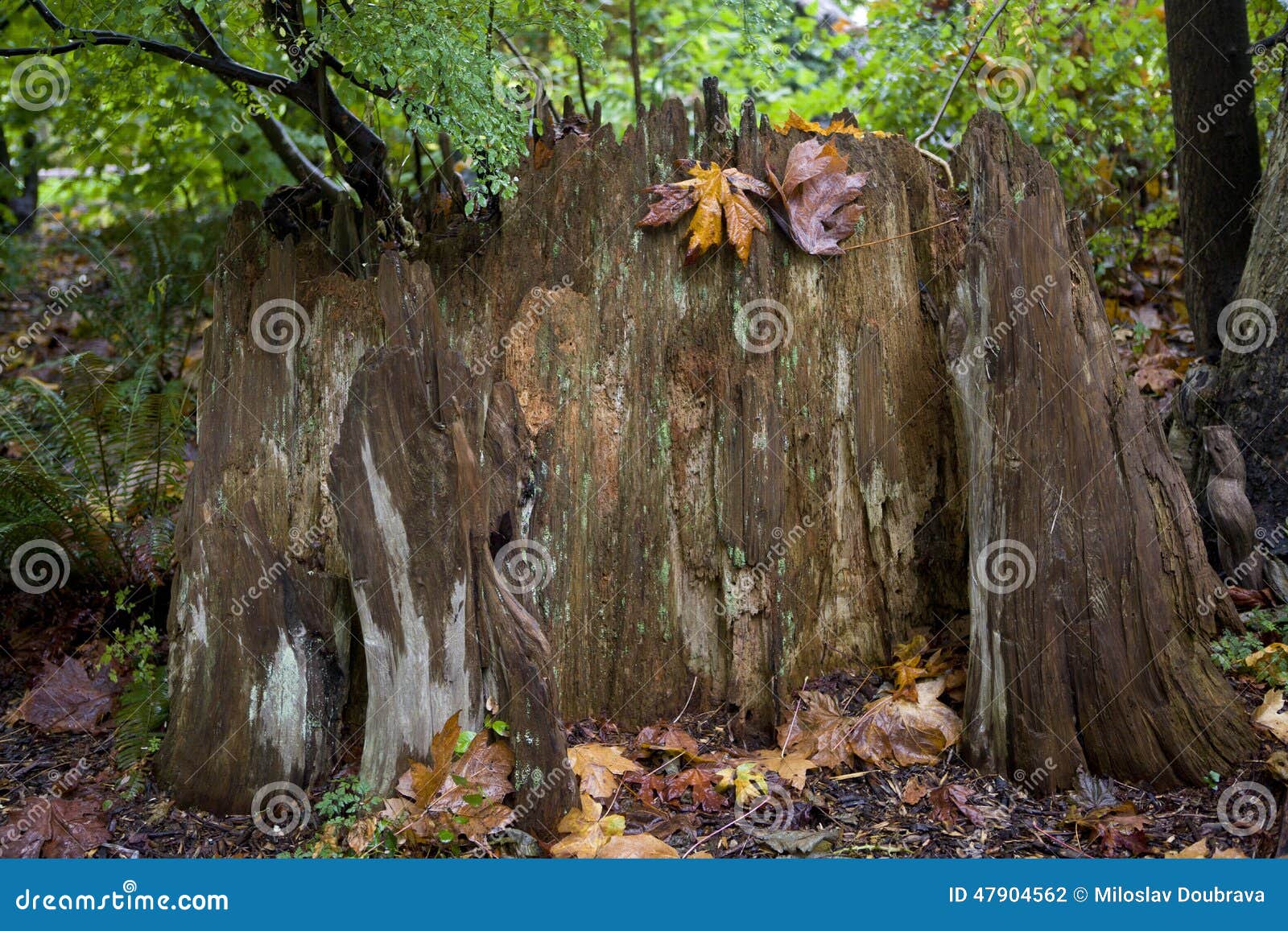 Rotten stump stock photo. Image of fall, root, rotten - 47904562