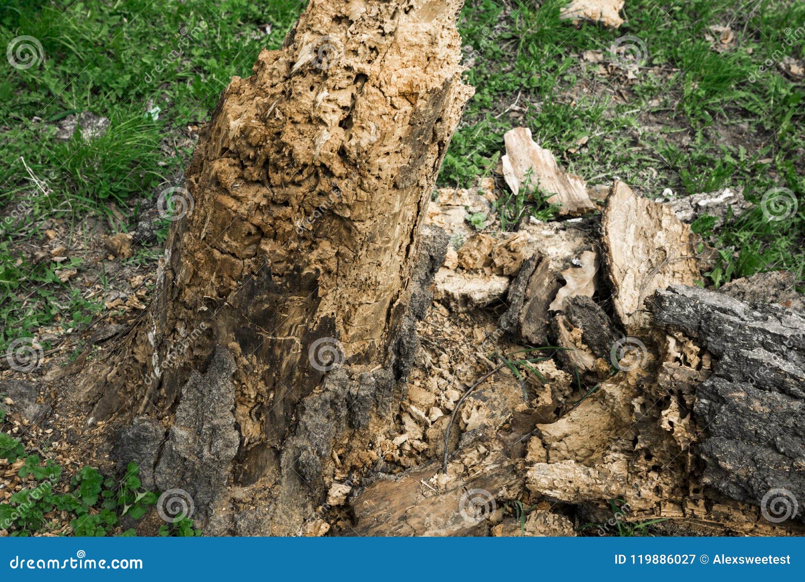 Rotten stump stock image. Image of pattern, natural - 119886027