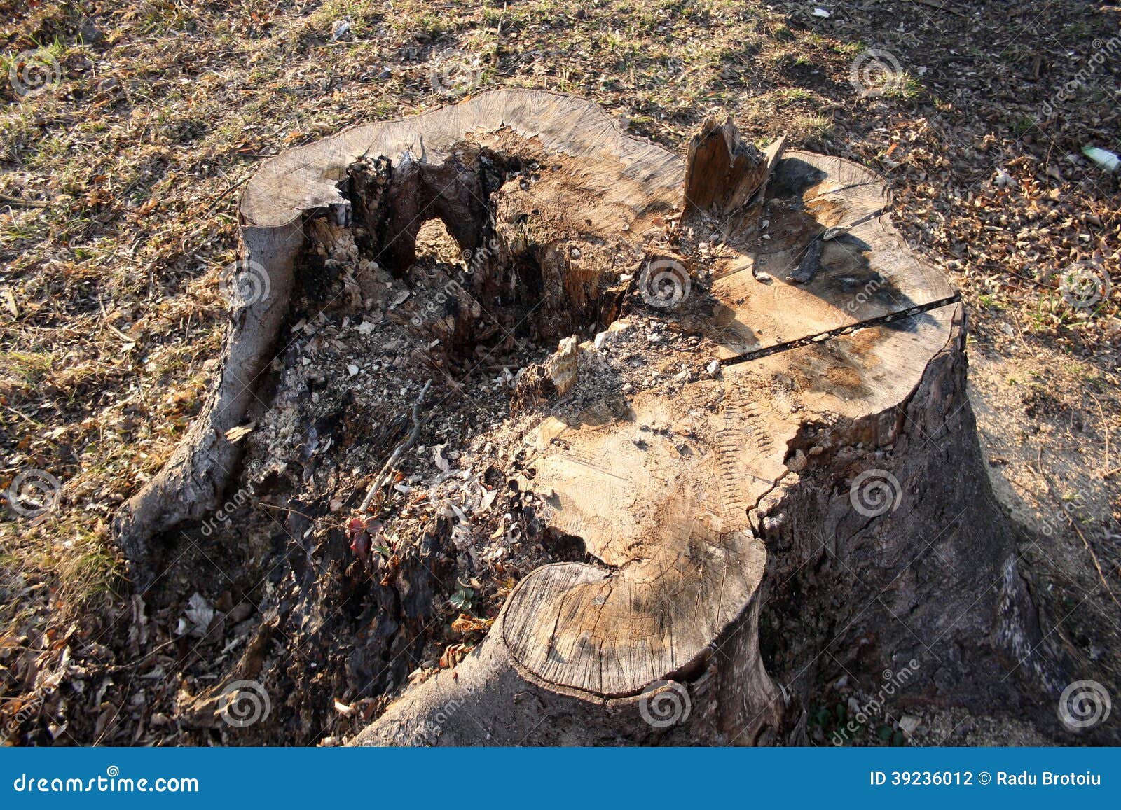 Rotten stump stock photo. Image of trees, tree, forest - 39236012