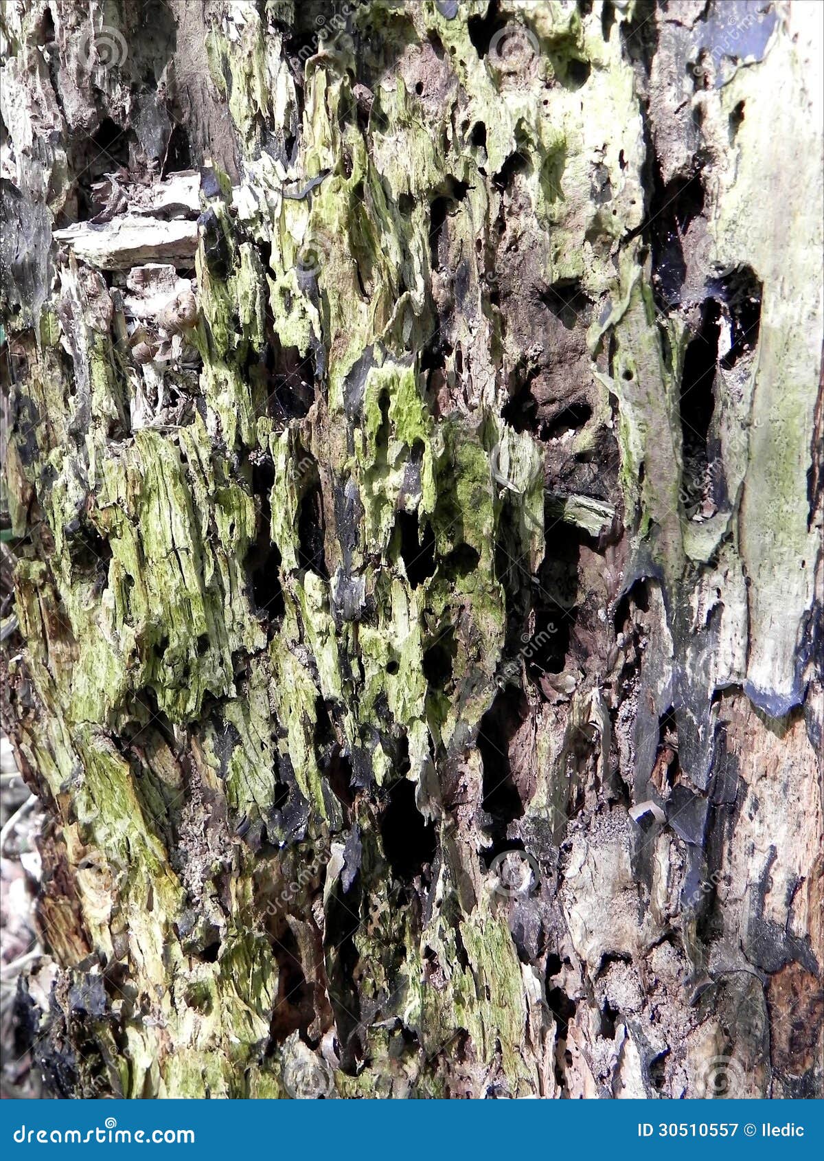 Rotten texture stock image. Image of natural, design - 30510557