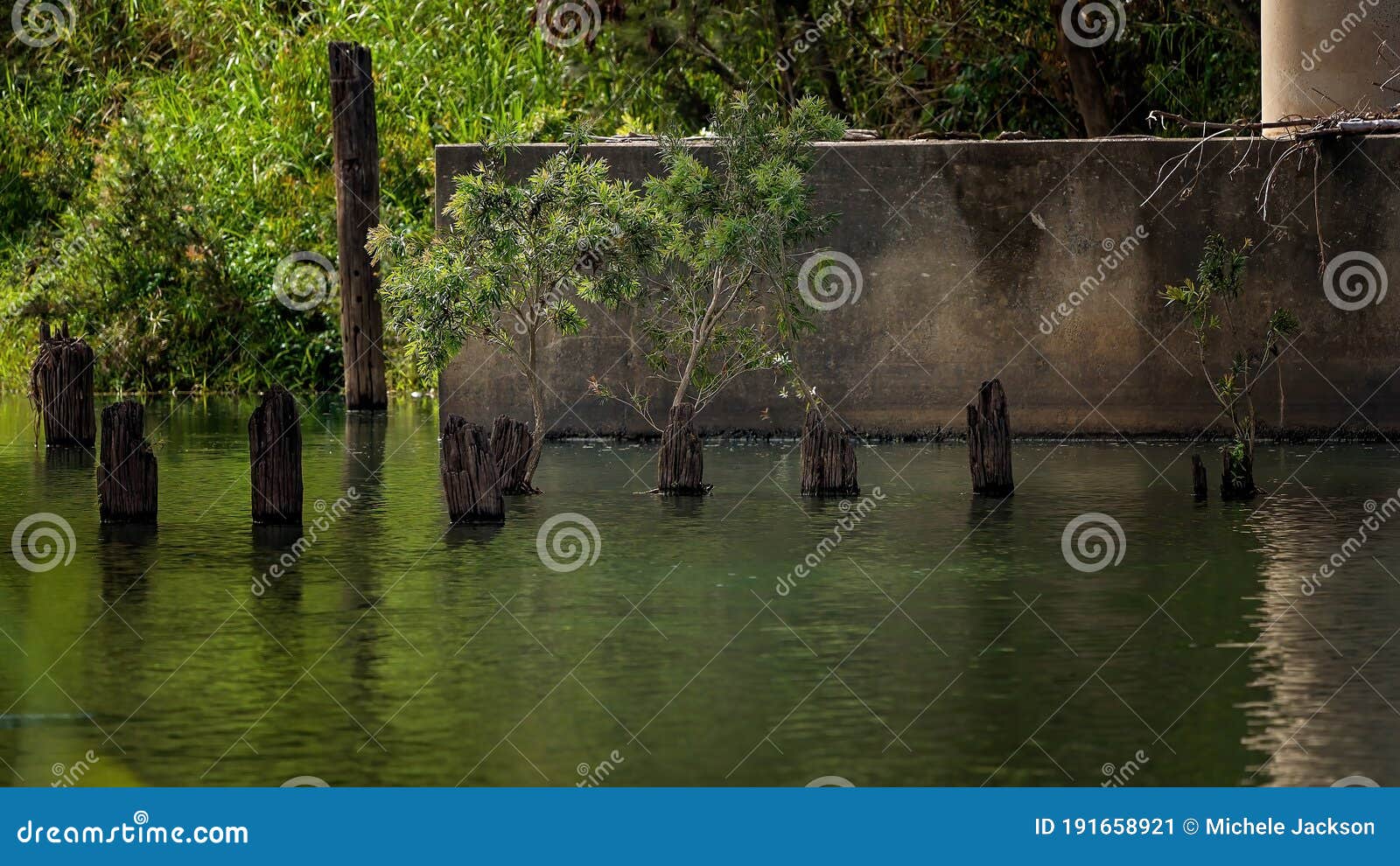 Rotten Timber Posts in a Creek Stock Image - Image of bush, nature ...
