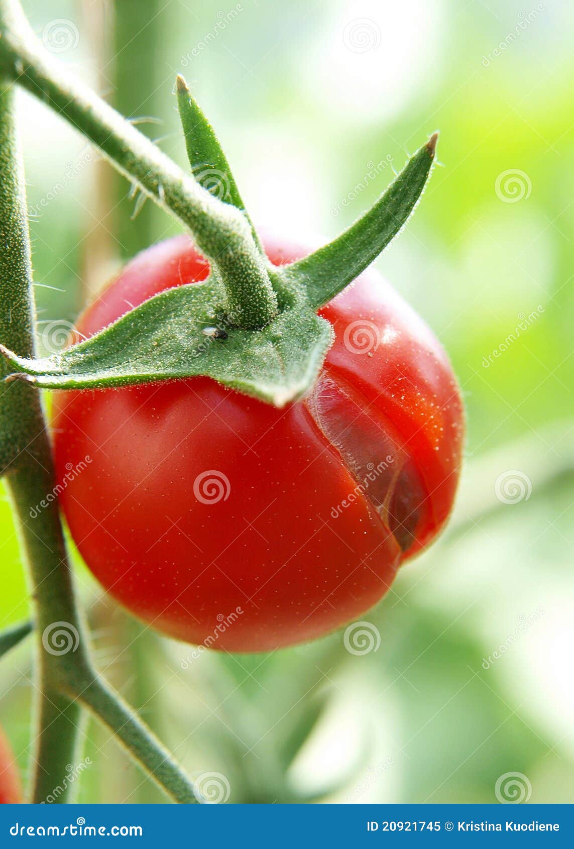 Rotten tomato stock image. Image of organic, green, rotten - 20921745