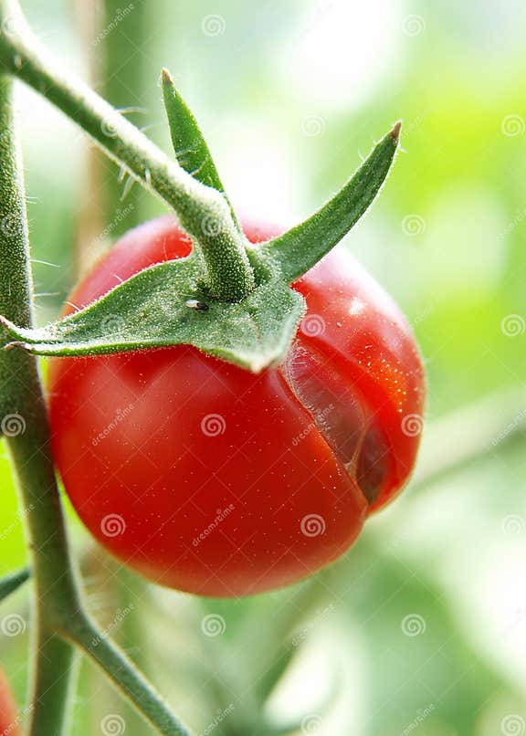 Rotten tomato stock image. Image of organic, green, rotten - 20921745