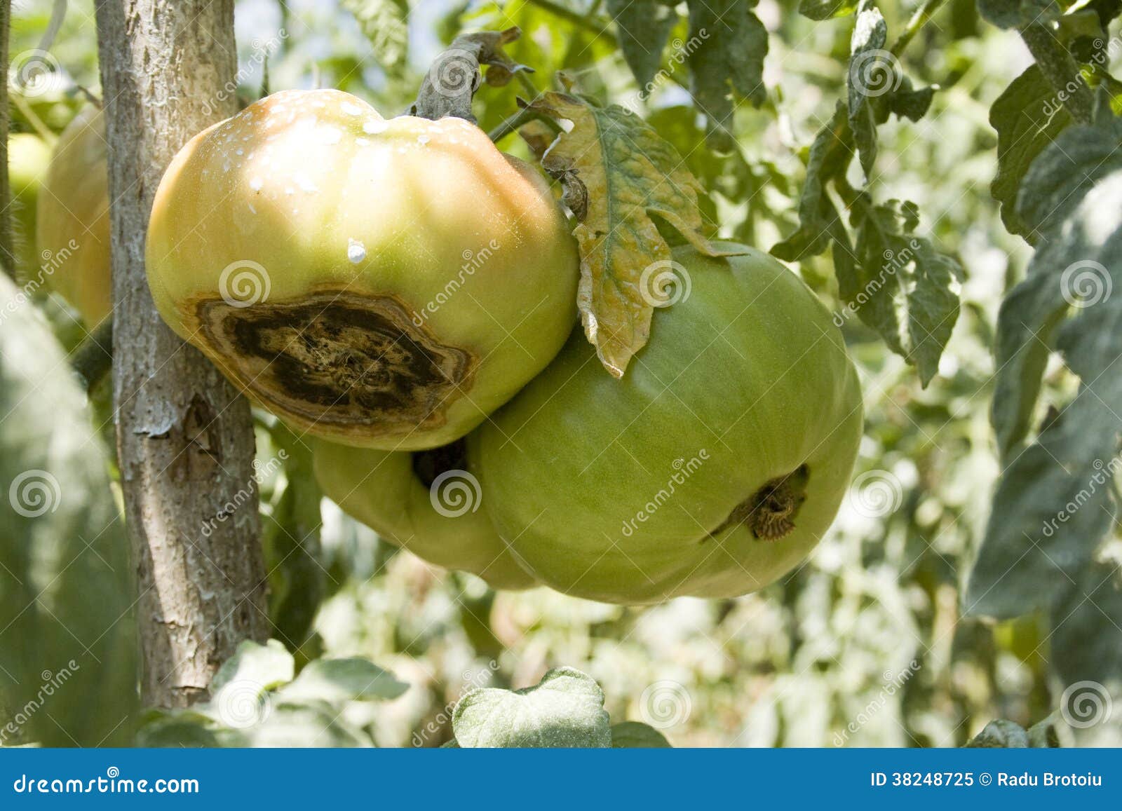 Rotten tomato stock image. Image of details, tomatoes - 38248725