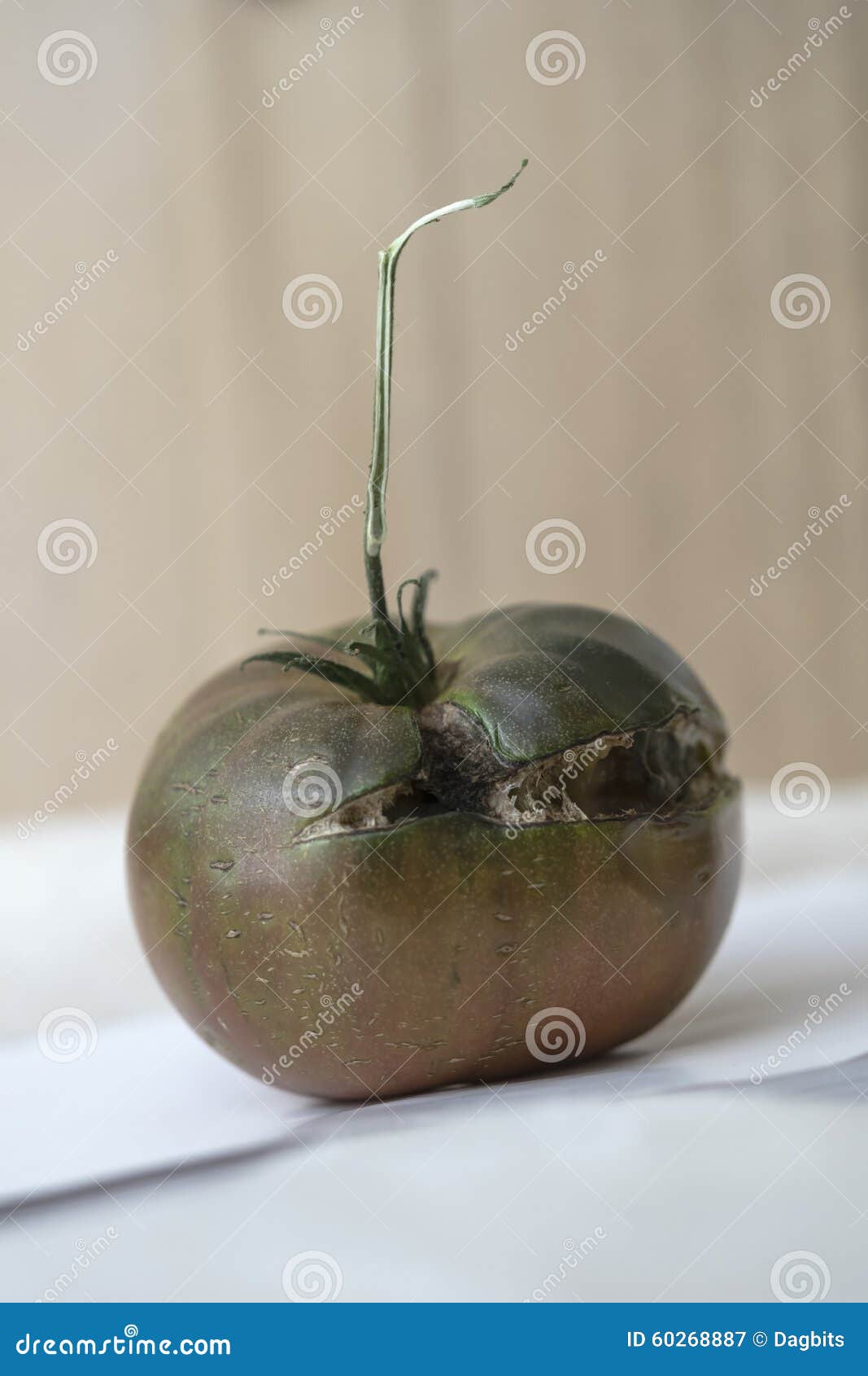 Rotten Tomato stock image. Image of fungal, grown, groceries - 60268887