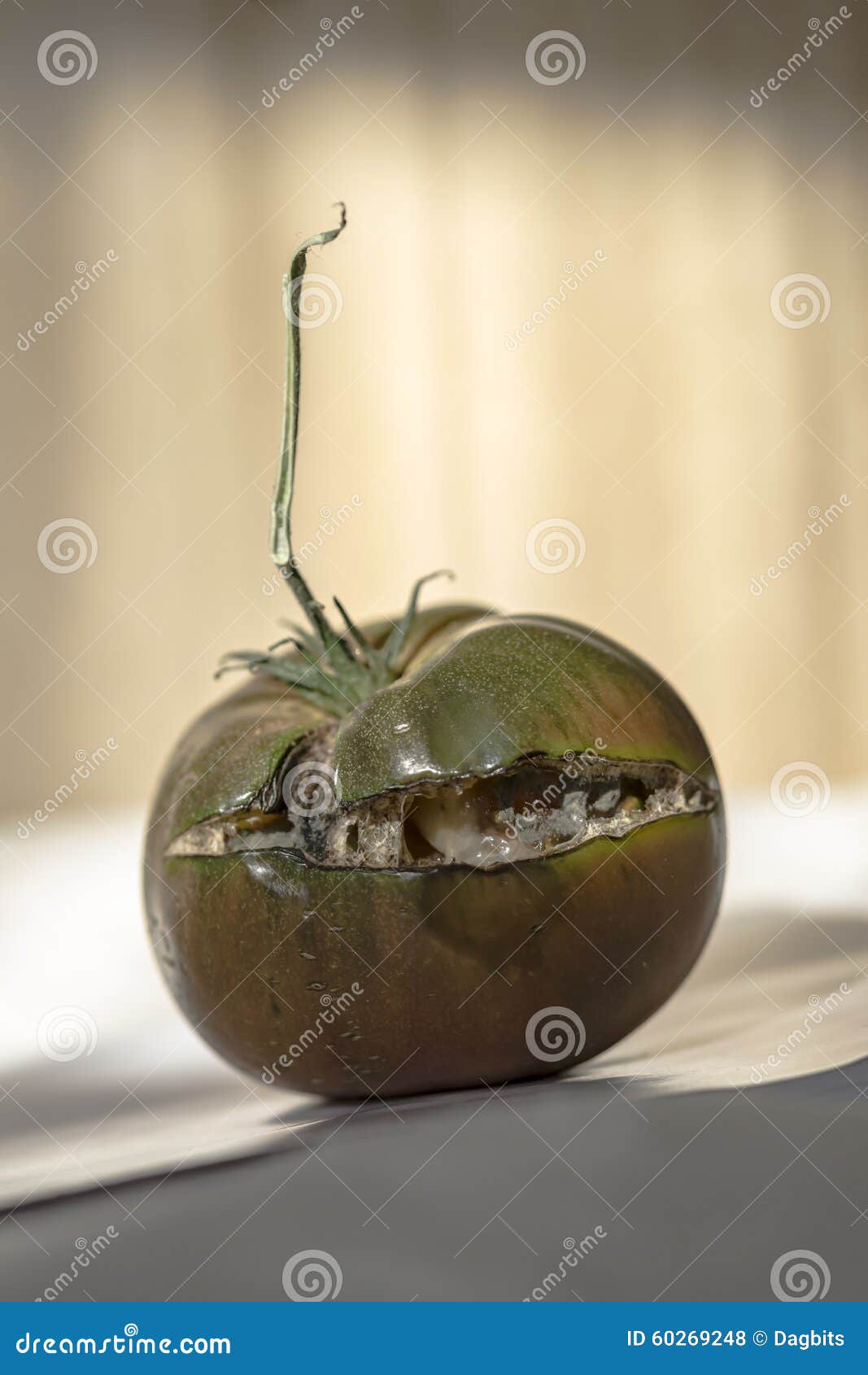 Rotten Tomato Mold Fungi Farm Farming Bio Organic Rot Vegetables Plant ...