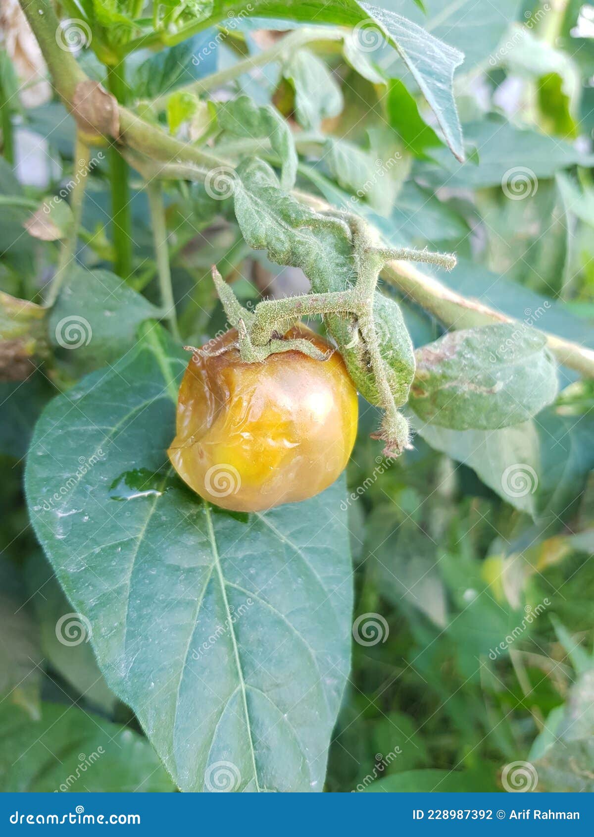 Rotten Tomato on the Branch Stock Photo - Image of fruit, rotten: 228987392