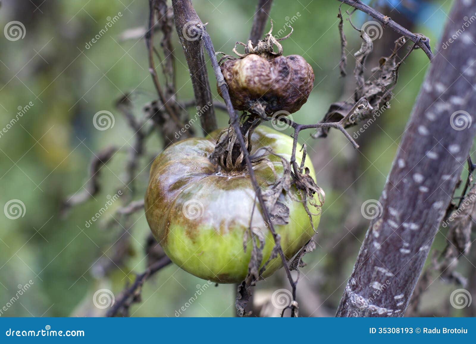 Rotten tomato stock image. Image of green, brown, closeup - 35308193