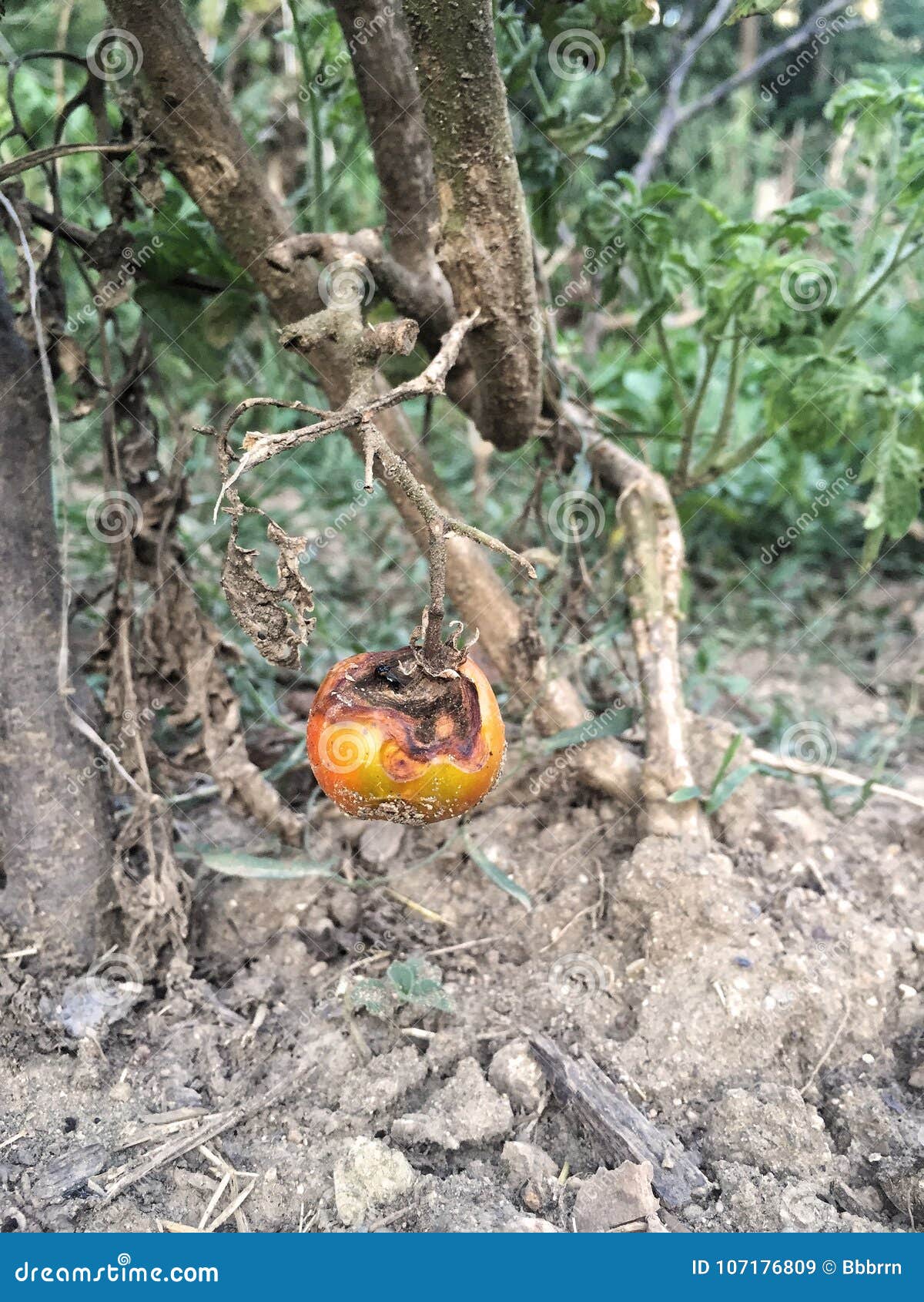 Rotten tomato on garden stock image. Image of food, disease - 107176809