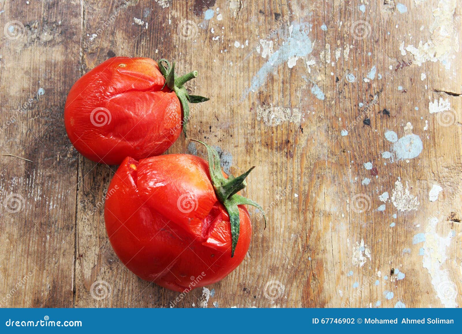 Rotten tomato stock photo. Image of food, rotted, healthy - 67746902