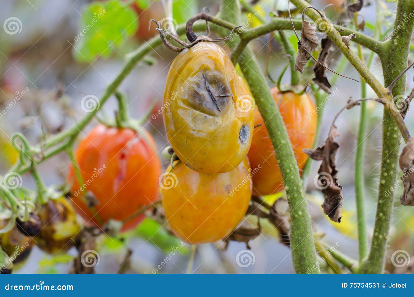 Rotten tomato stock image. Image of problem, growth, nature - 75754531