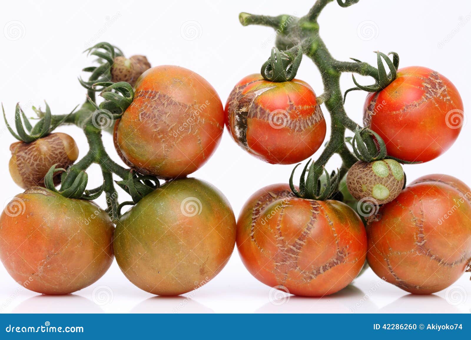 Rotten tomato stock photo. Image of damage, musty, background - 42286260