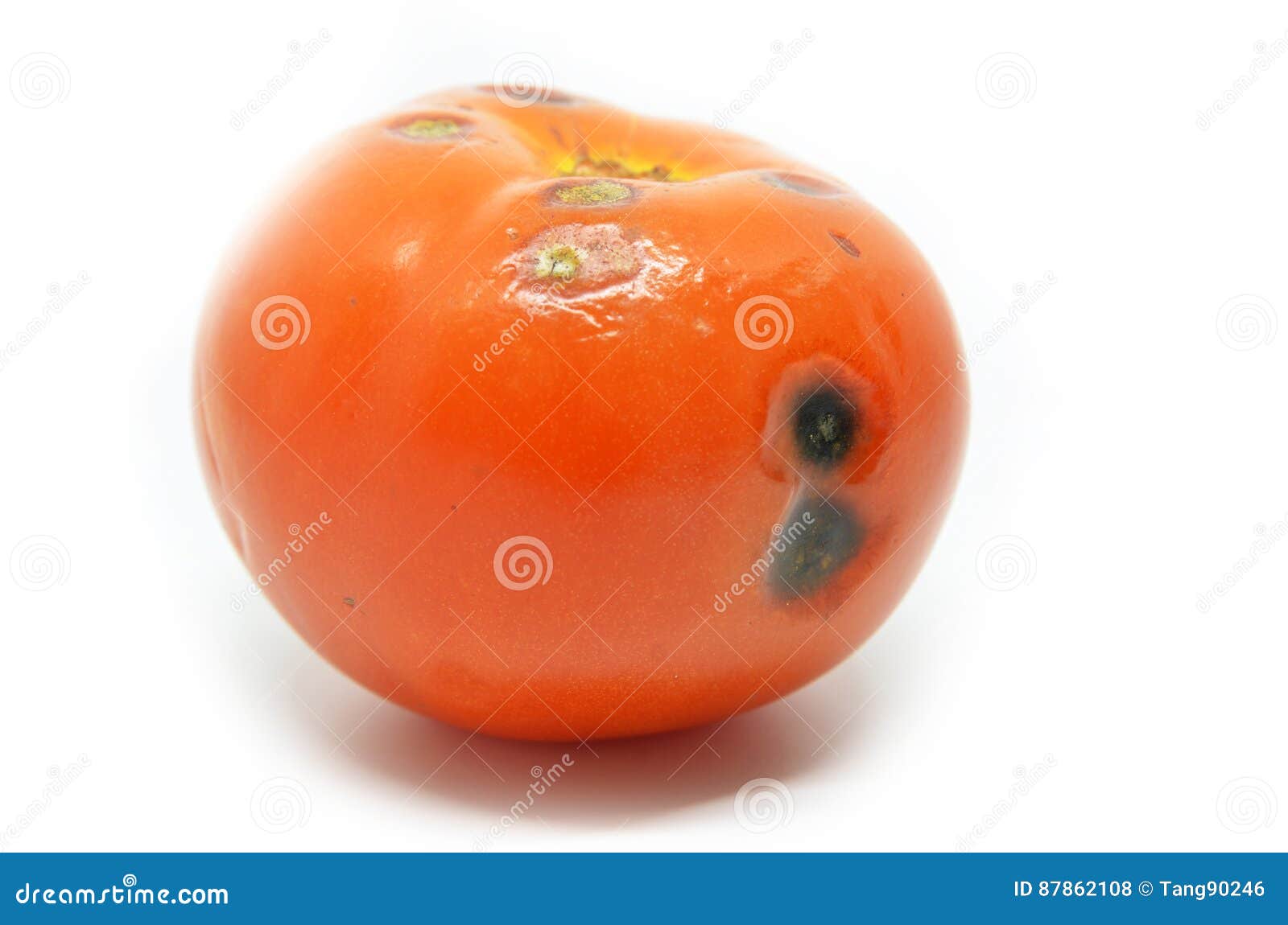 Rotten tomato stock photo. Image of decay, infection - 87862108