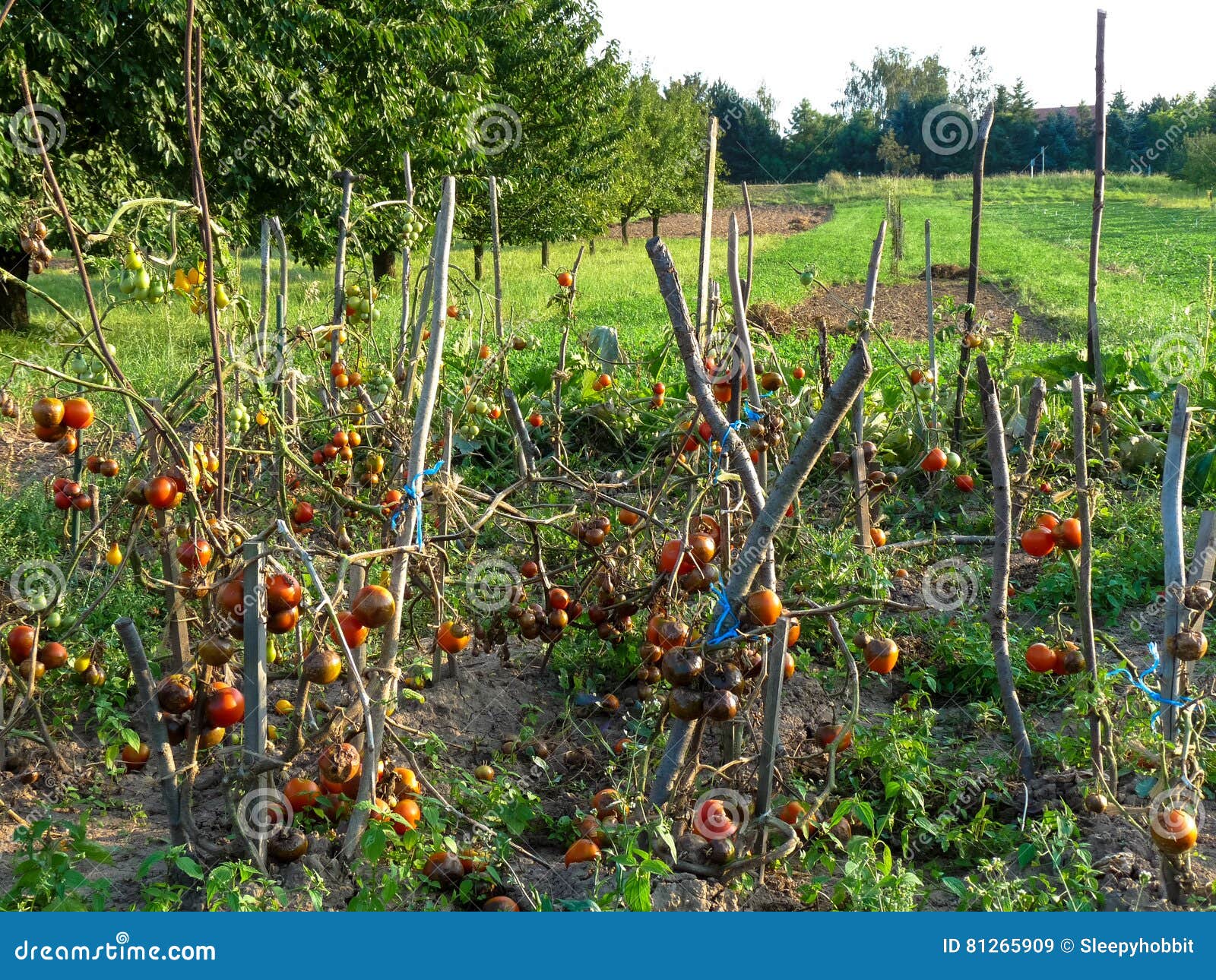 Rotten tomatoes stock image. Image of unkempt, plant - 81265909