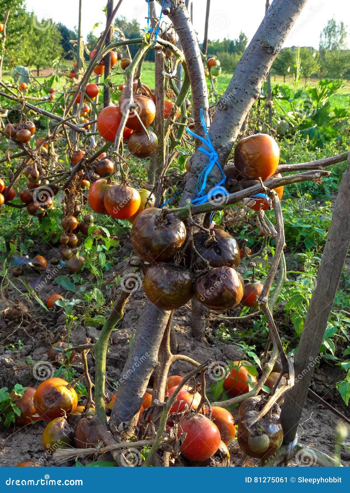 Rotten tomatoes stock image. Image of farming, vegetables - 81275061