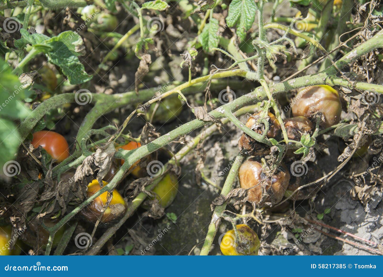 Rotten Tomatoes on a Branch. Stock Image - Image of deterioration ...