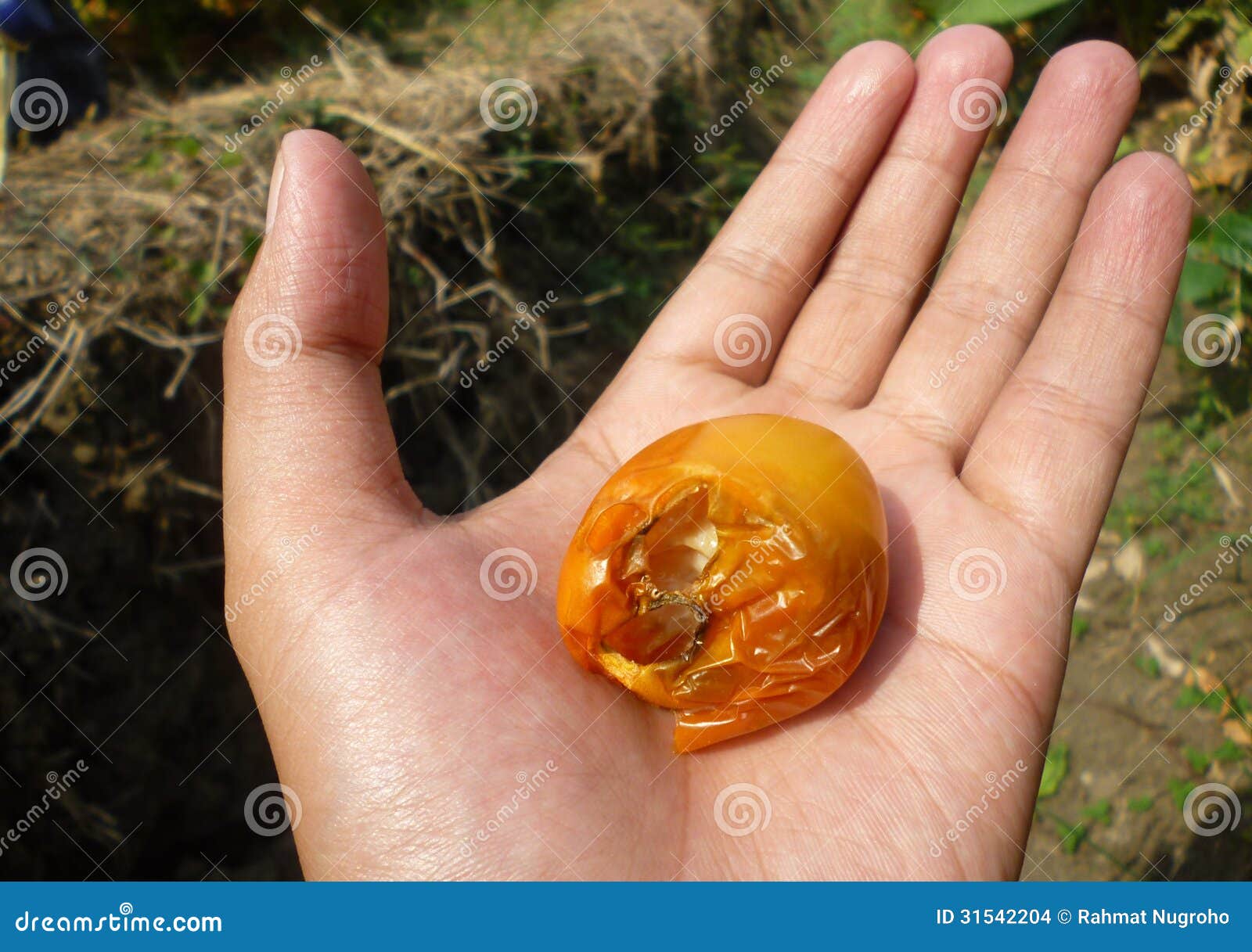 Rotten tomatoes stock photo. Image of languish, vegetable - 31542204