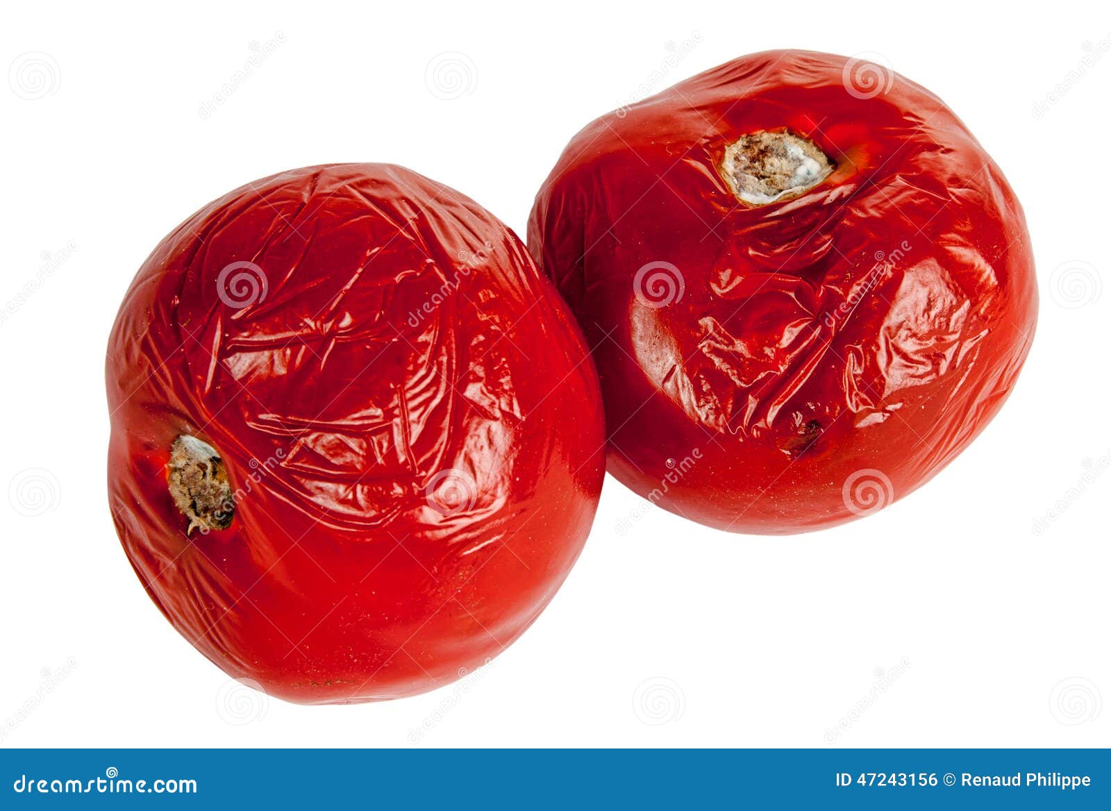 Rotten Tomatoes After Illness From Lack Of Heat And Light. Isolated On ...