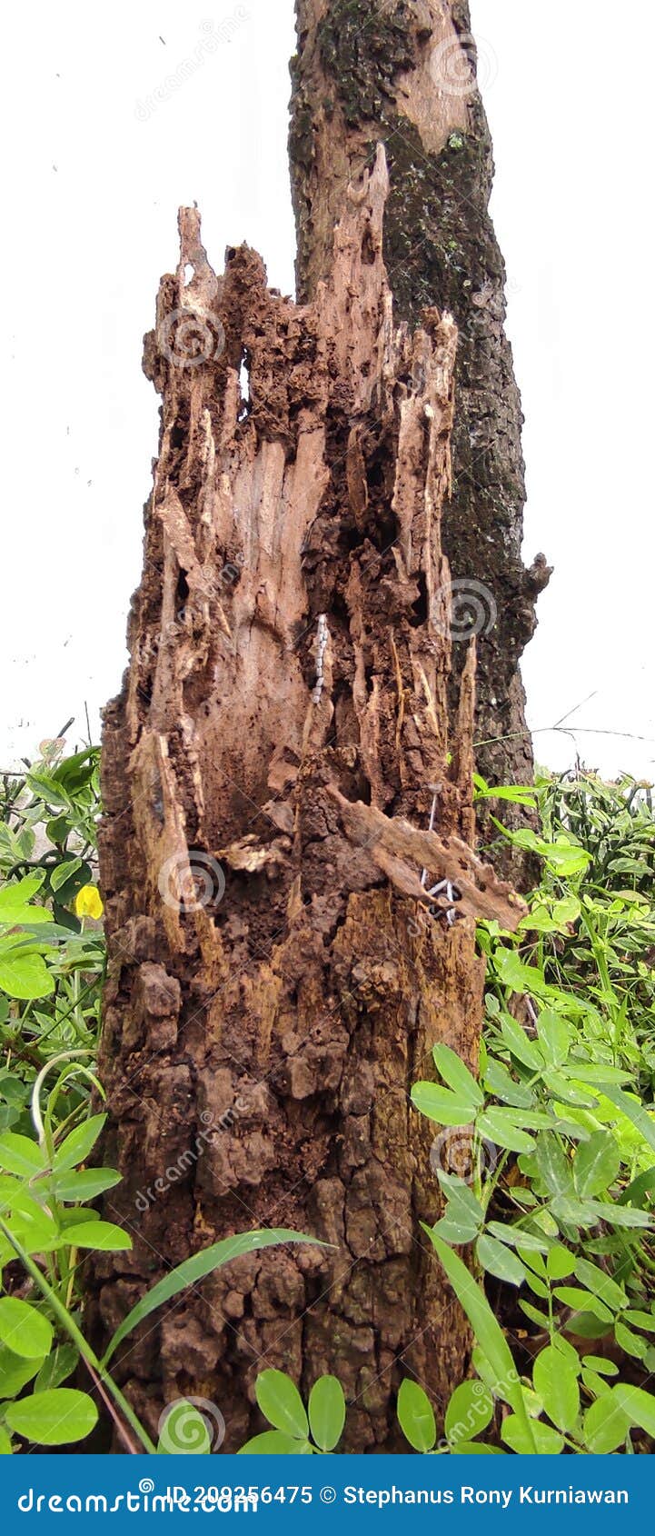 Rotten tree at backyard stock image. Image of brown - 209256475