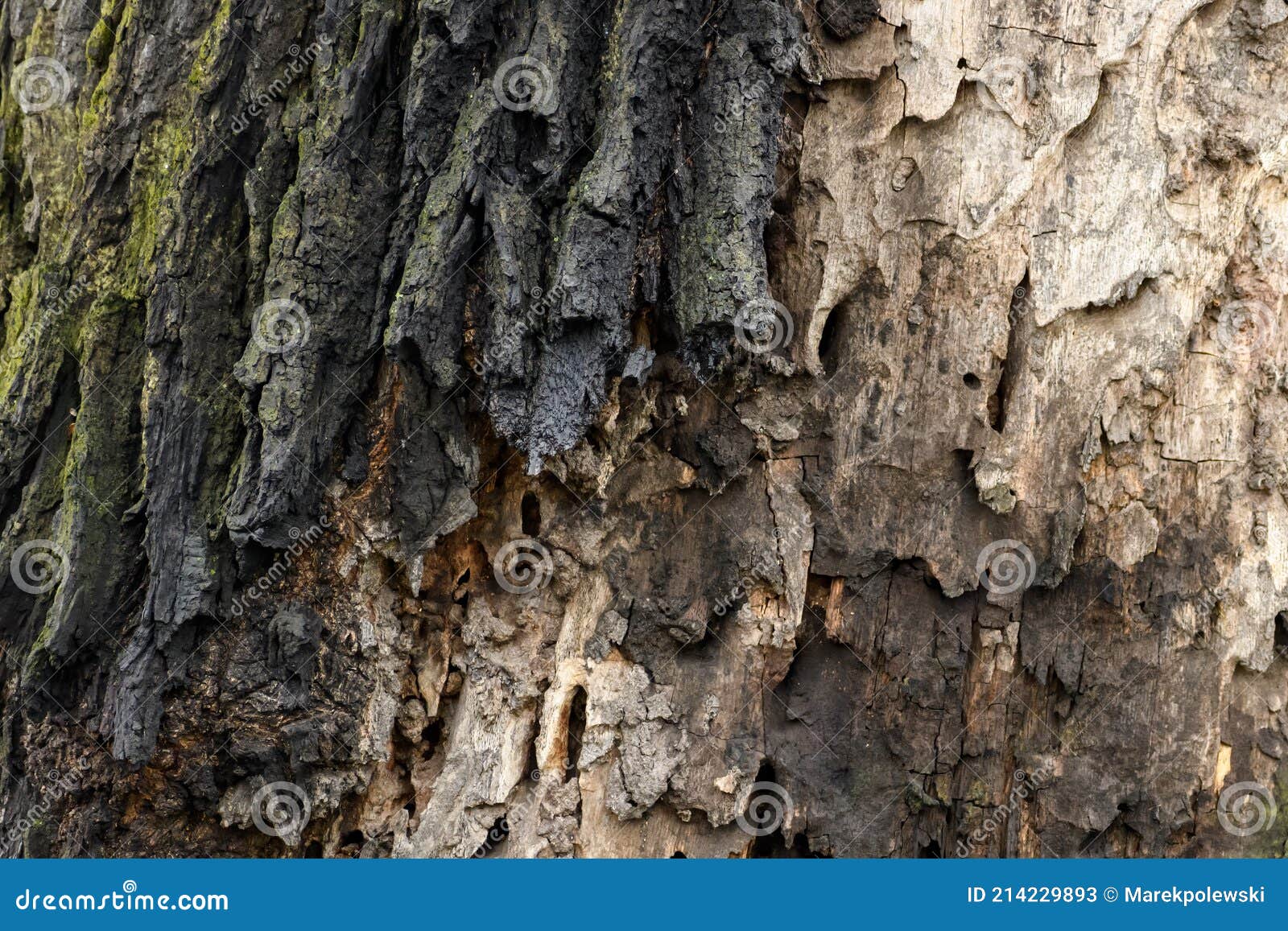 Rotten tree bark texture stock image. Image of fiber - 214229893