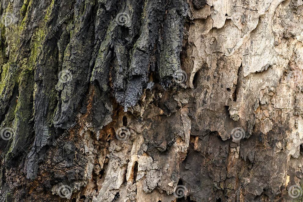Rotten tree bark texture stock image. Image of fiber - 214229893