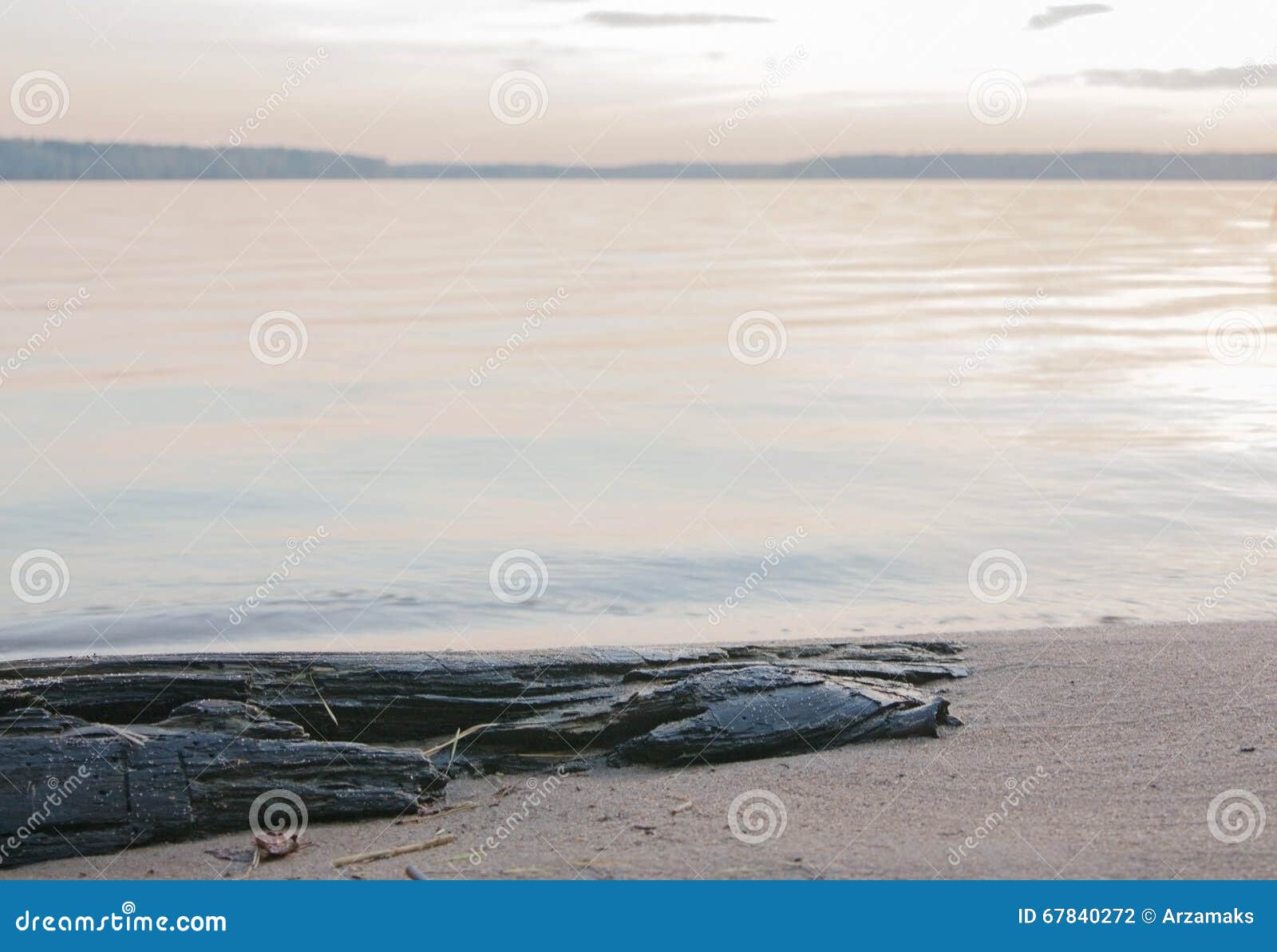 Rotten tree on the beach stock photo. Image of rotting - 67840272